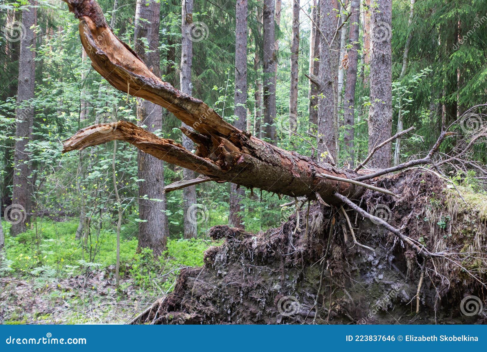 A Fallen Tree in the Forest Stock Photo - Image of forestry, fallen ...