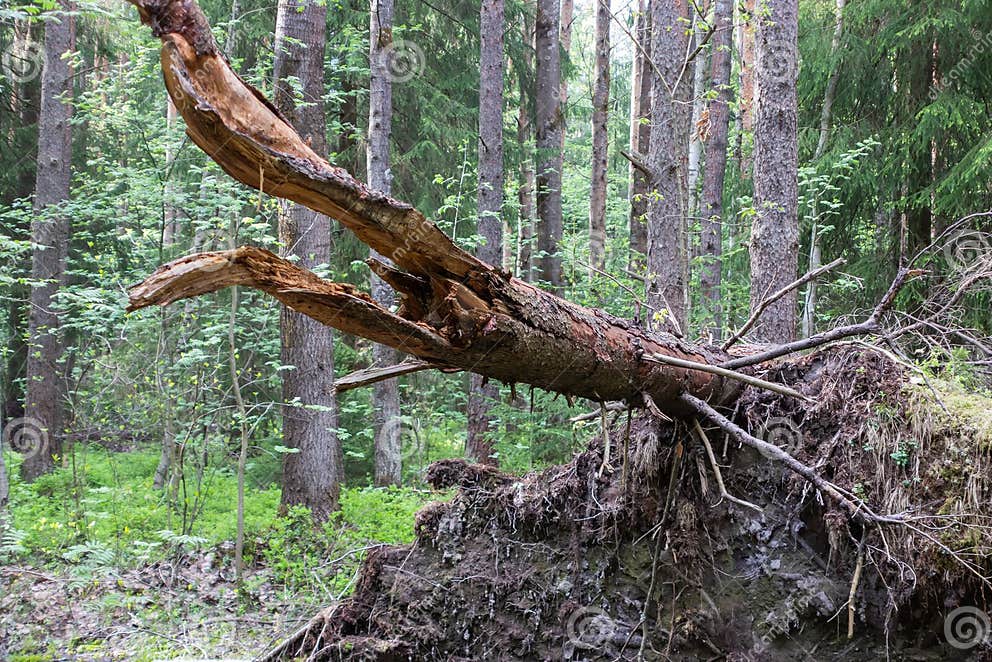 A Fallen Tree in the Forest Stock Photo - Image of forestry, fallen ...