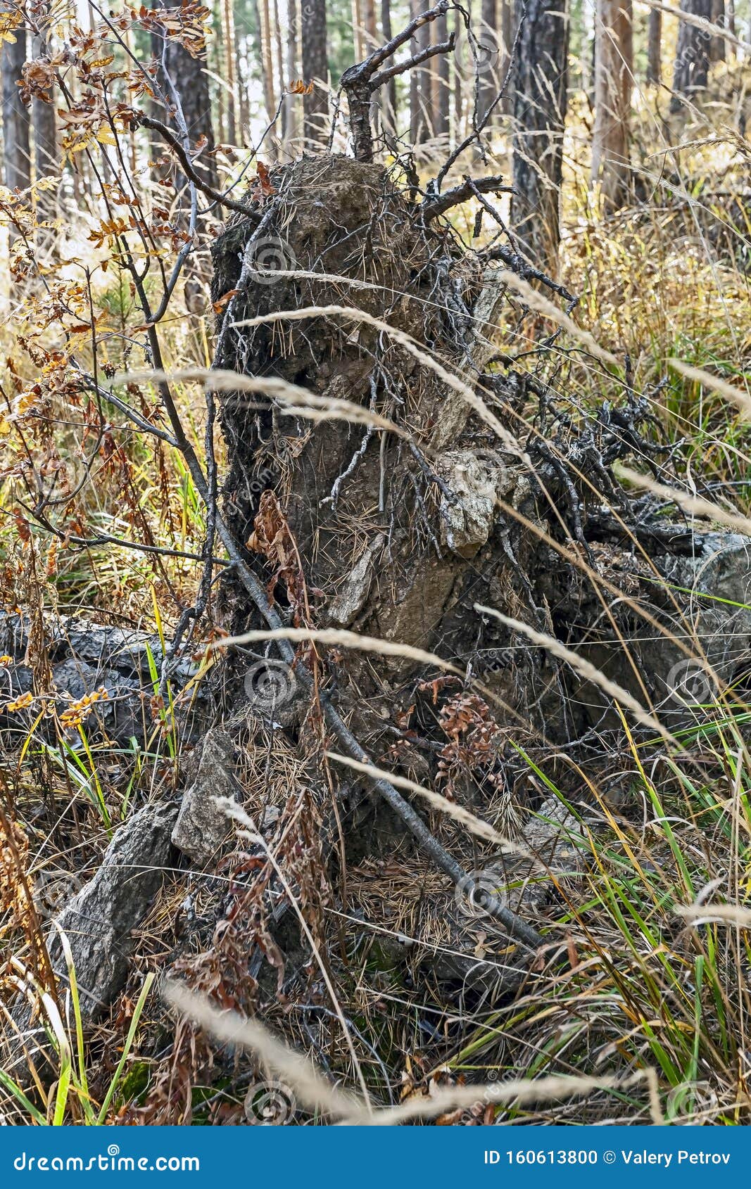 Fallen Tree in the Forest is Rooted Up, the Roots of the Tree are ...