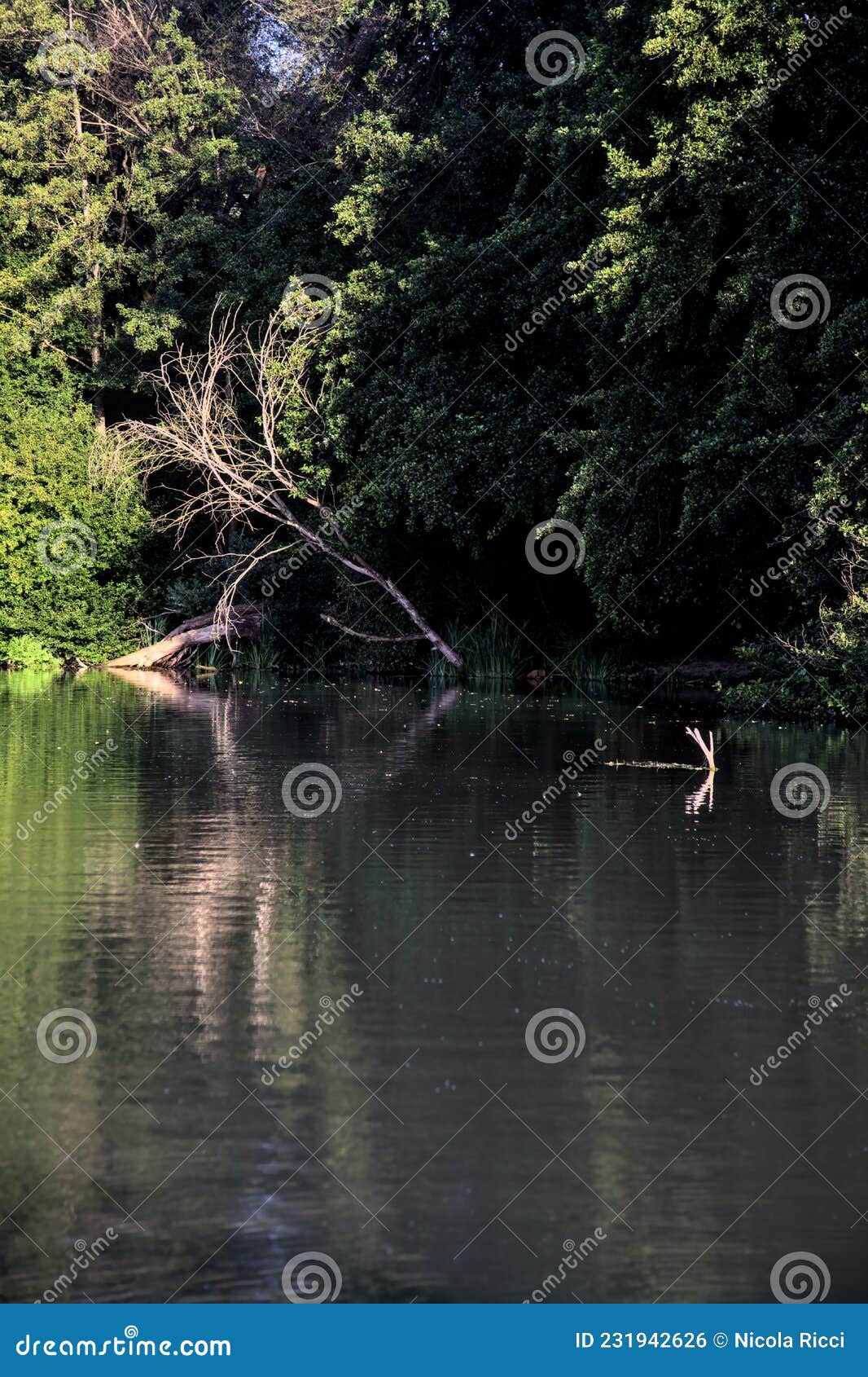 Fallen Tree in a Forest by the Shore of a River Seen from Afar Stock ...