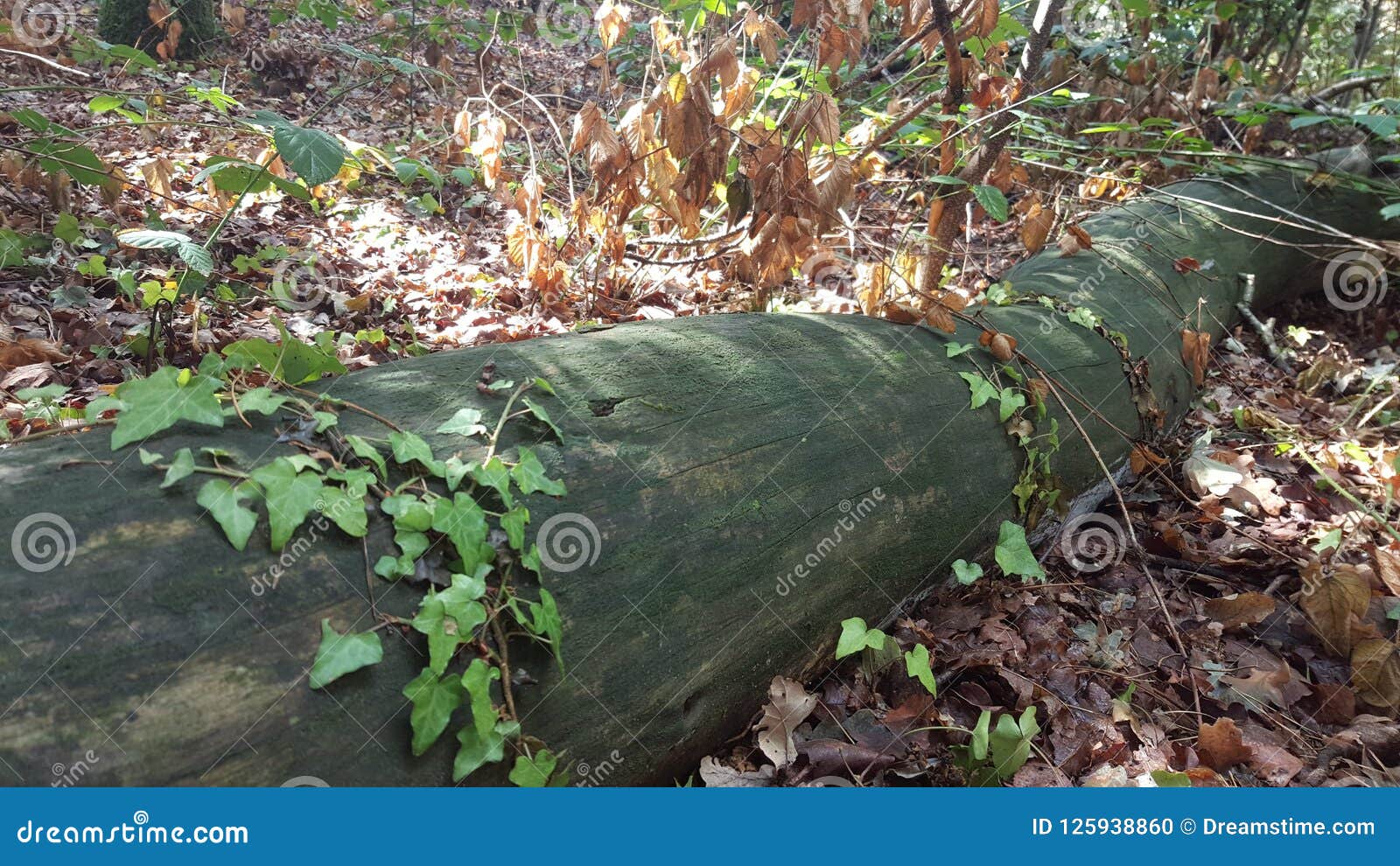 Fallen tree in the forest stock photo. Image of growing - 125938860