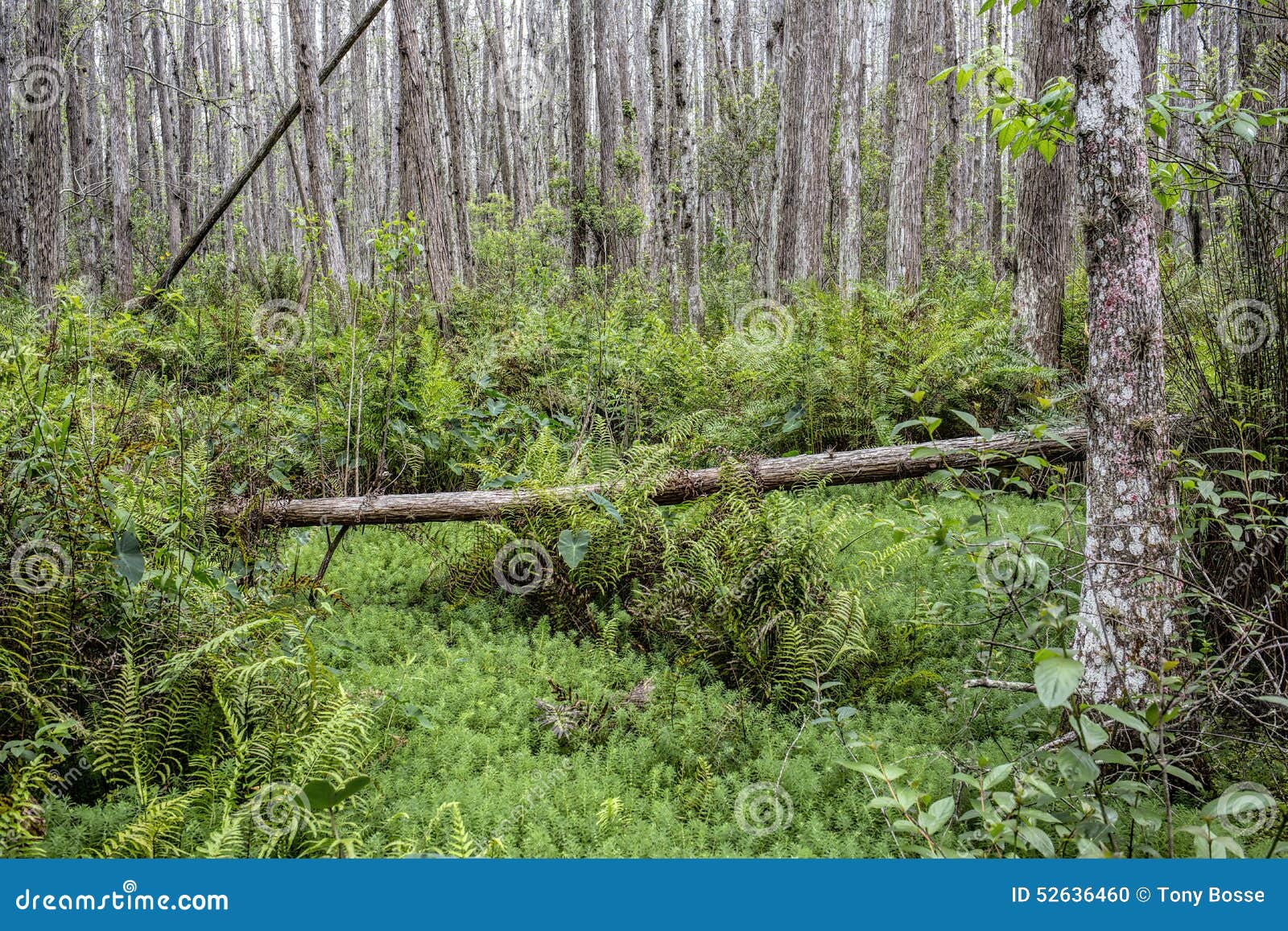 Fallen Tree stock photo. Image of trunk, forest, landscape - 52636460