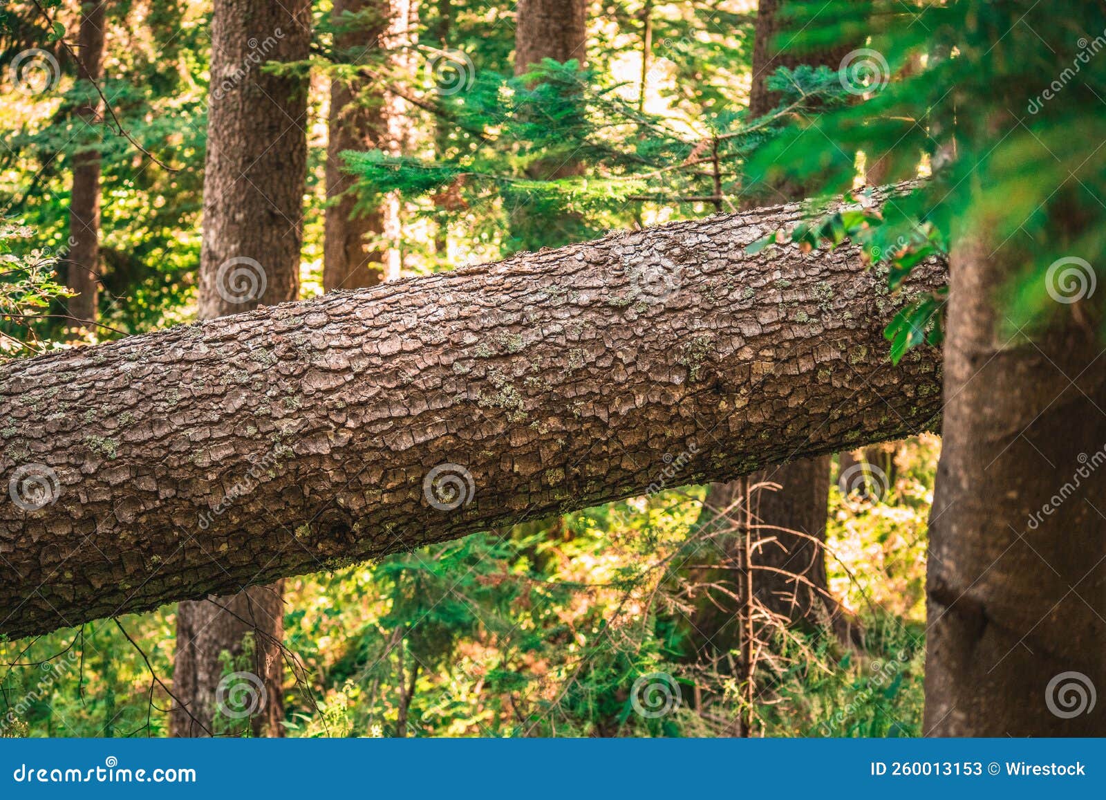Fallen Tree in a Forest in Transbucegi , Romania Stock Image - Image of ...