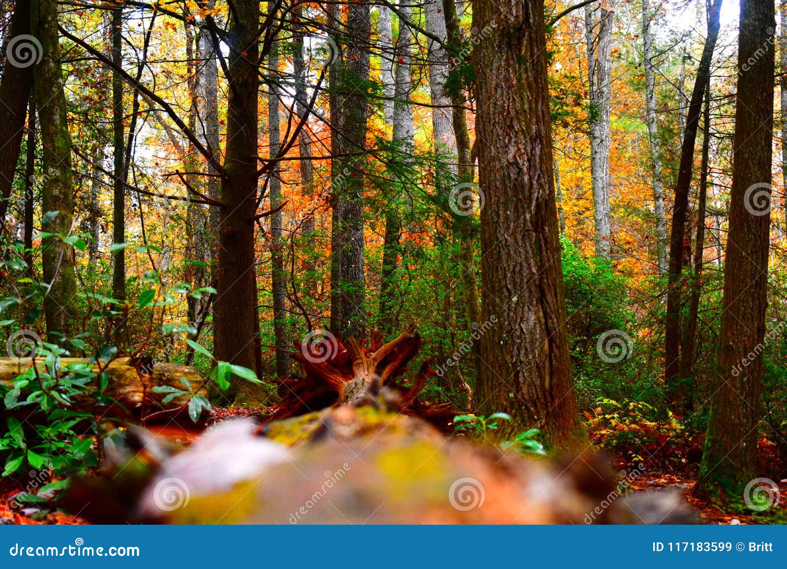 Uprooted tree stock image. Image of woods, forest, uprooted - 117183599