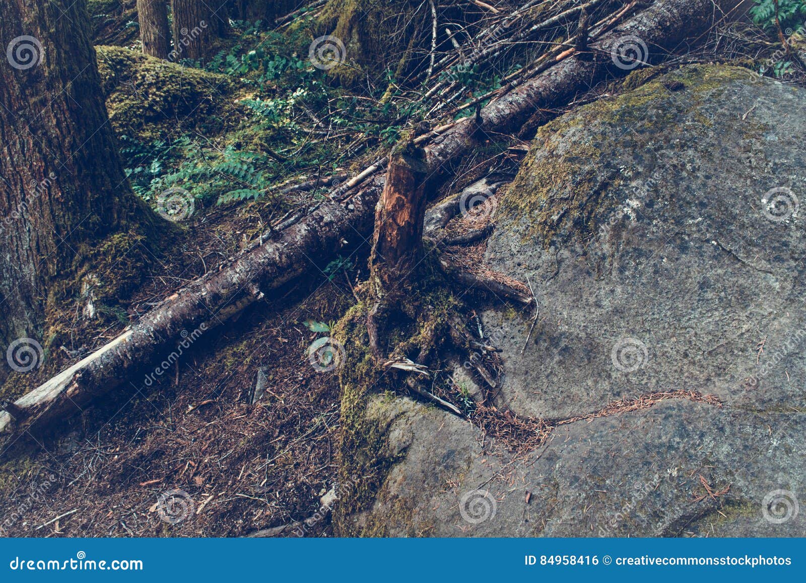 Fallen Tree In Forest Picture. Image: 84958416