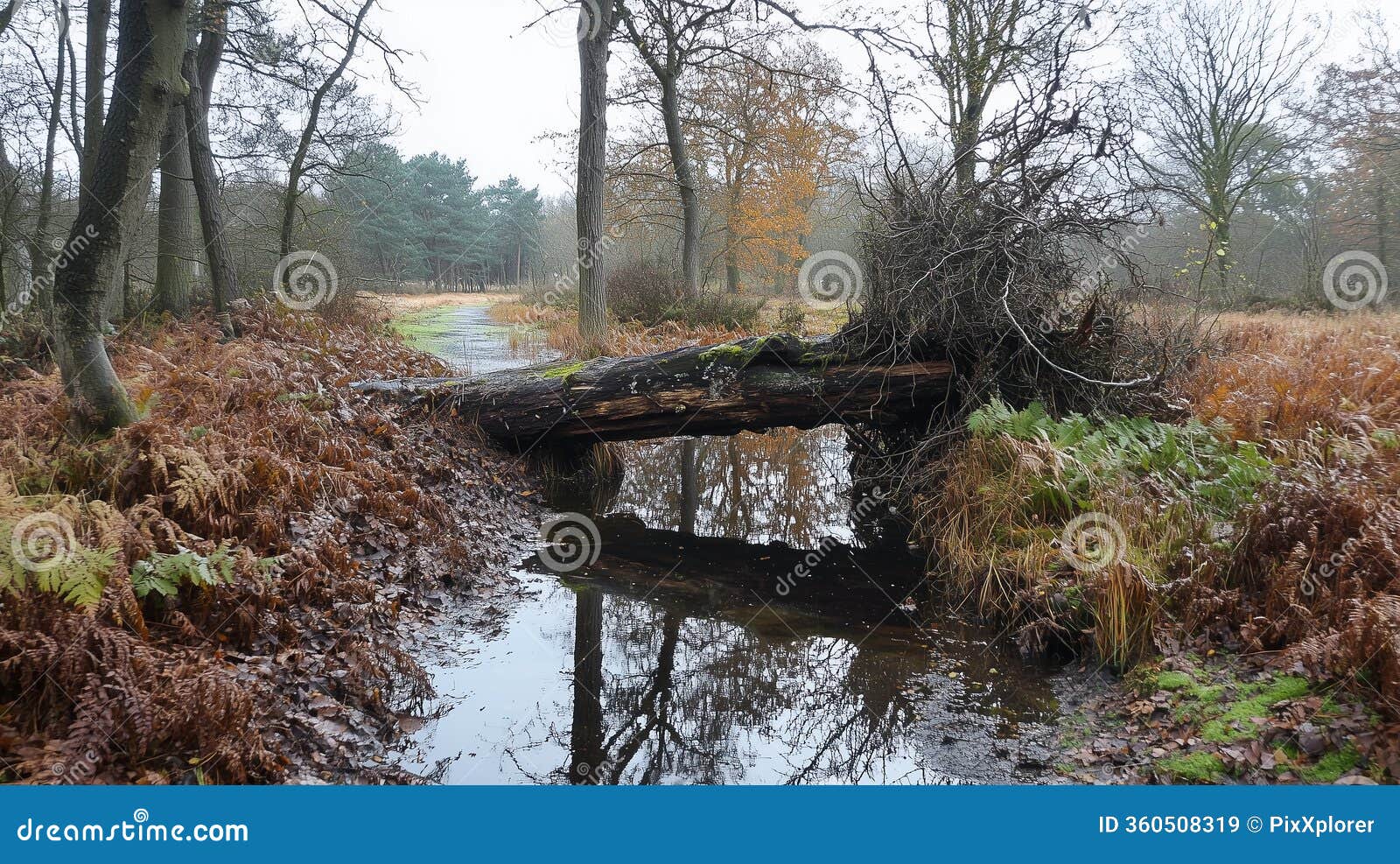 Fallen Tree Forms a Natural Bridge Over a Shallow Waterway in a Forest ...