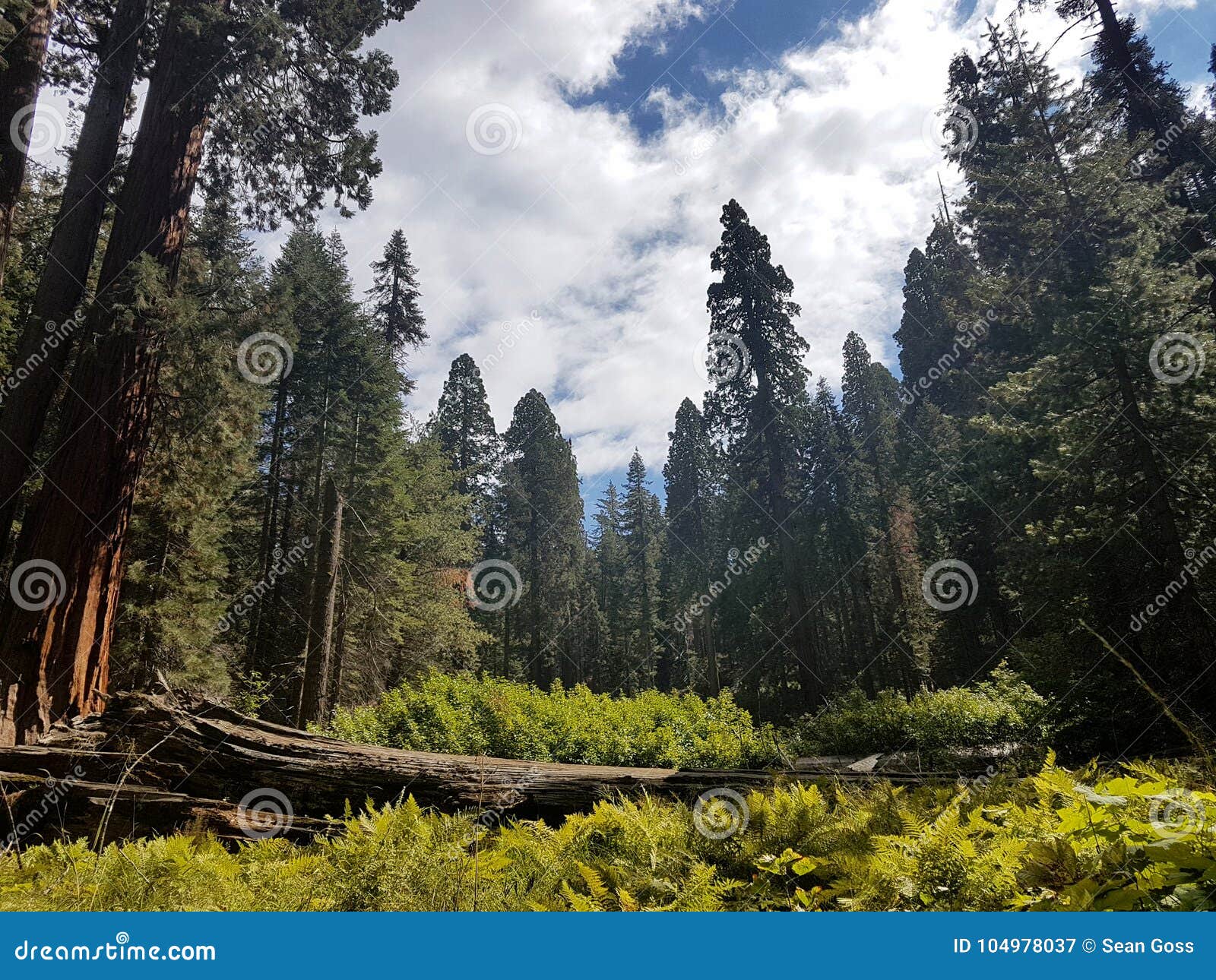 Fallen Tree in Forrest Clearing Stock Image - Image of tree, forrest ...