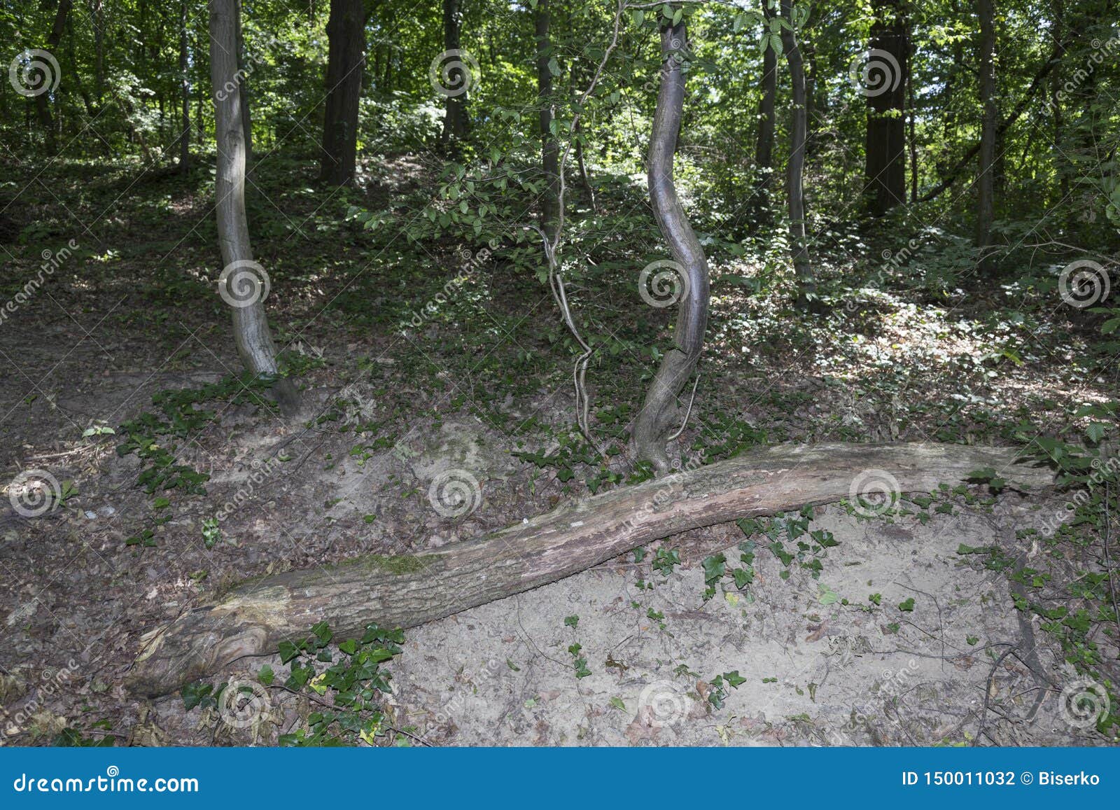 Fallen tree in the forrest stock photo. Image of silence - 150011032