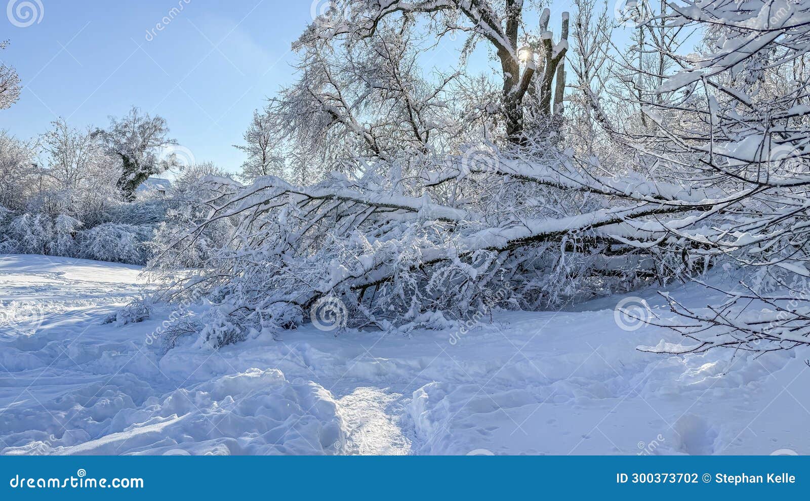 Fallen Tree Fully Covered by the Snow, Caused by a Heavy Snowfall Stock ...