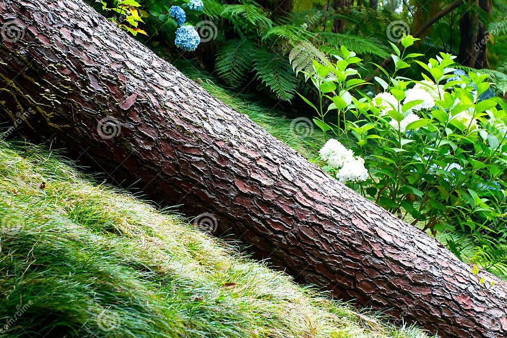 Fallen tree in the garden stock image. Image of trunk - 33494887