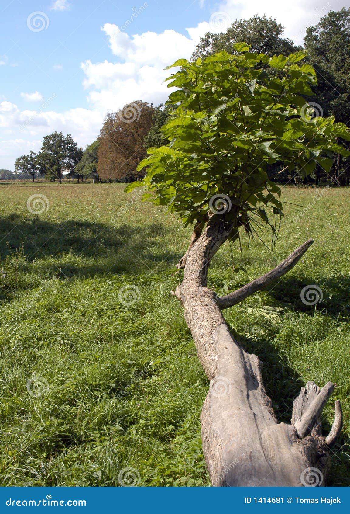 Fallen tree in green field stock image. Image of country - 1414681