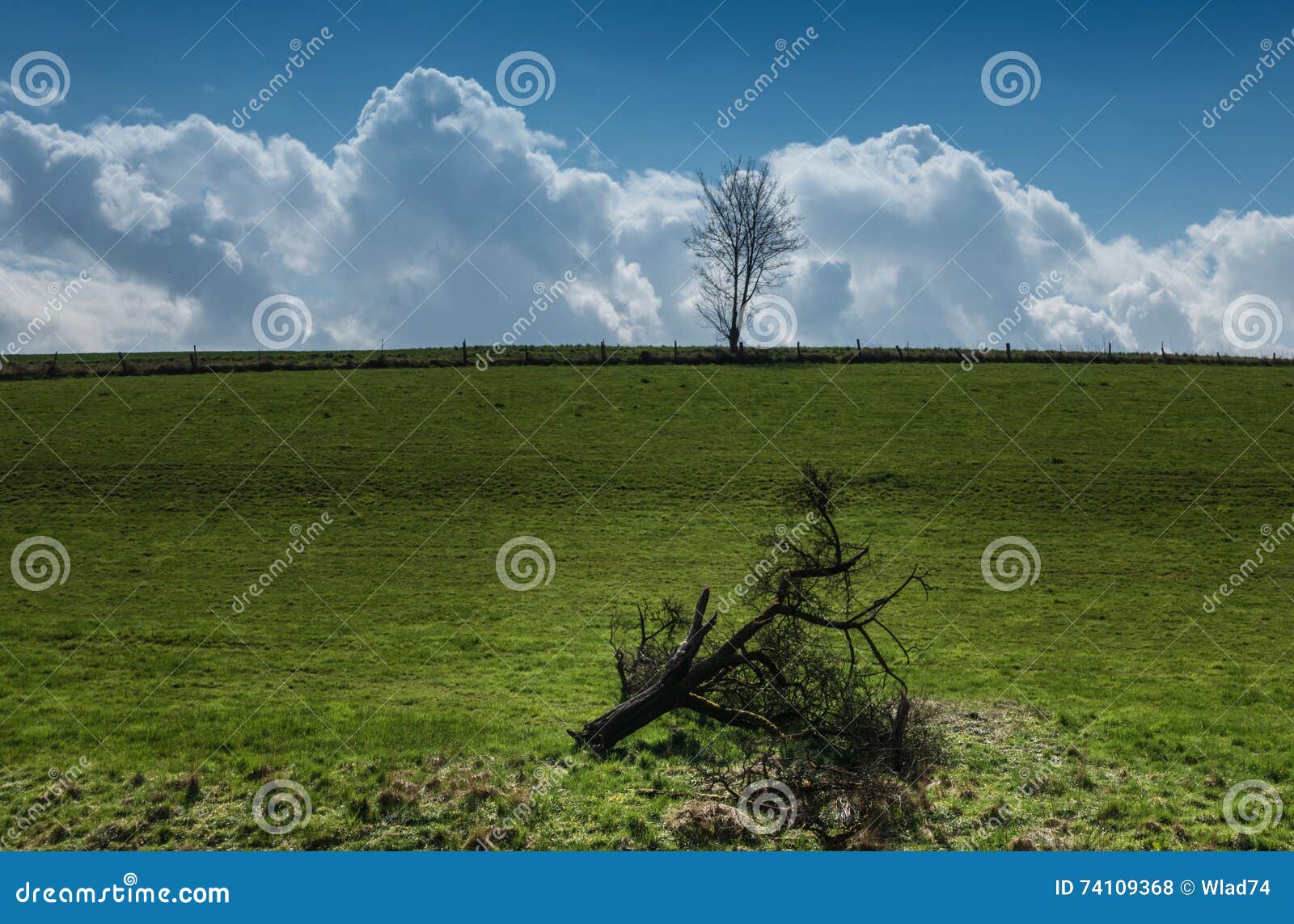 Fallen Tree on Green Field in Sunshine Stock Photo - Image of landscape ...