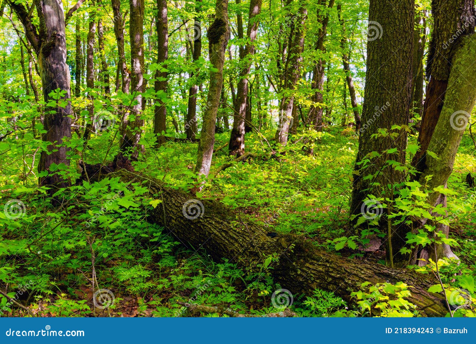 Fallen Tree in the Green Forest Stock Image - Image of mystery, outdoor ...