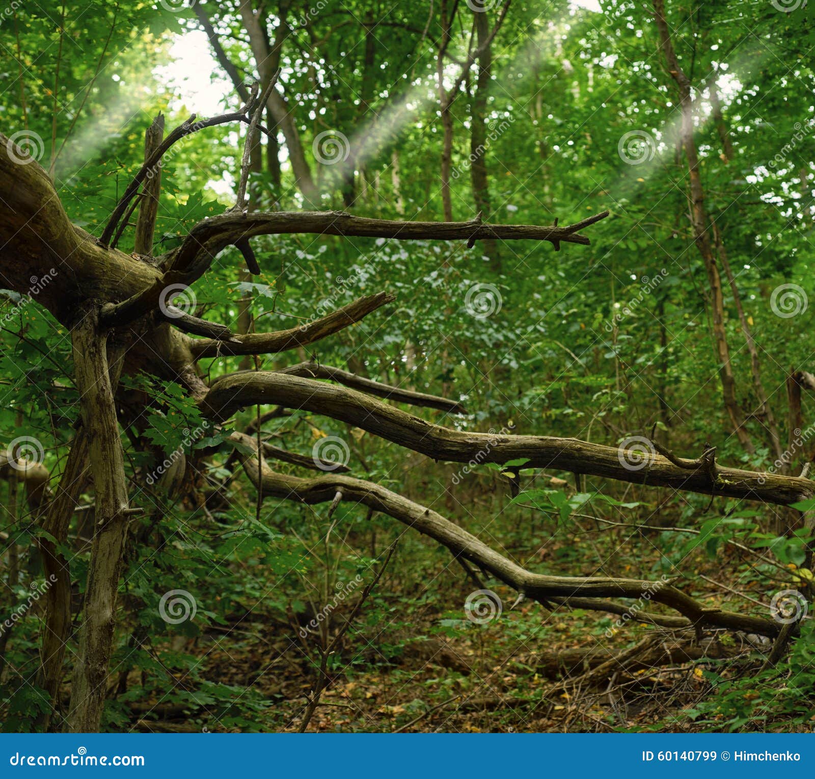 Fallen Tree in the Green Forest Stock Image - Image of leaves, path ...