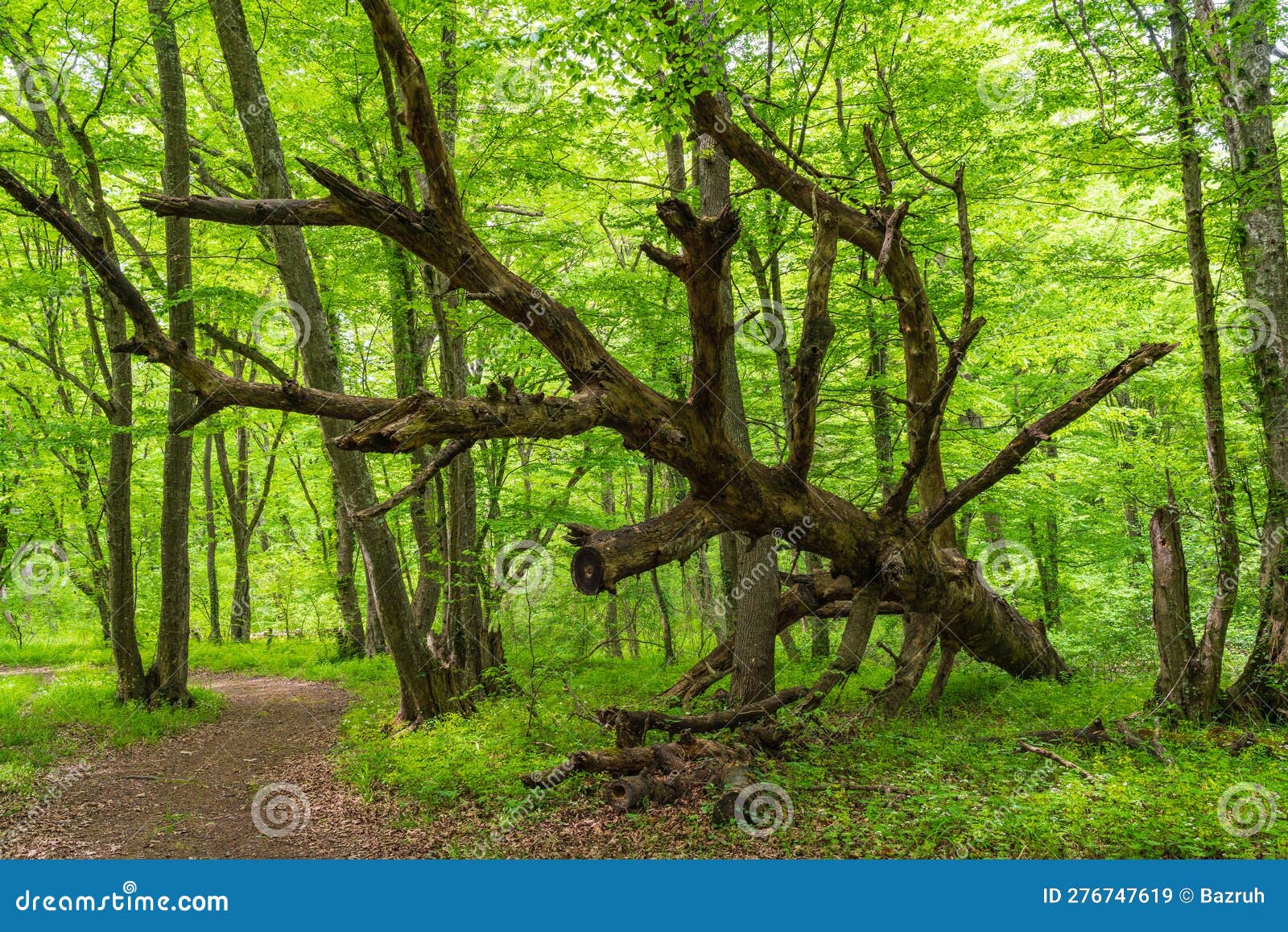 Fallen Dry Amazing Tree in the Green Forest Stock Image - Image of ...