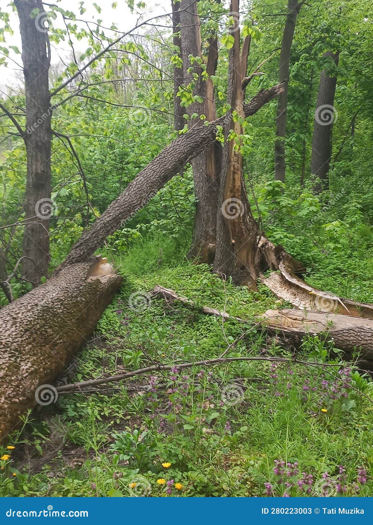 A Fallen Tree in the Green Forest Stock Image - Image of trail, plant ...