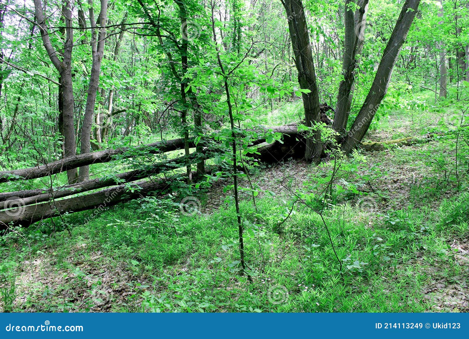 Fallen Tree in Green Forest Stock Image - Image of decay, life: 214113249