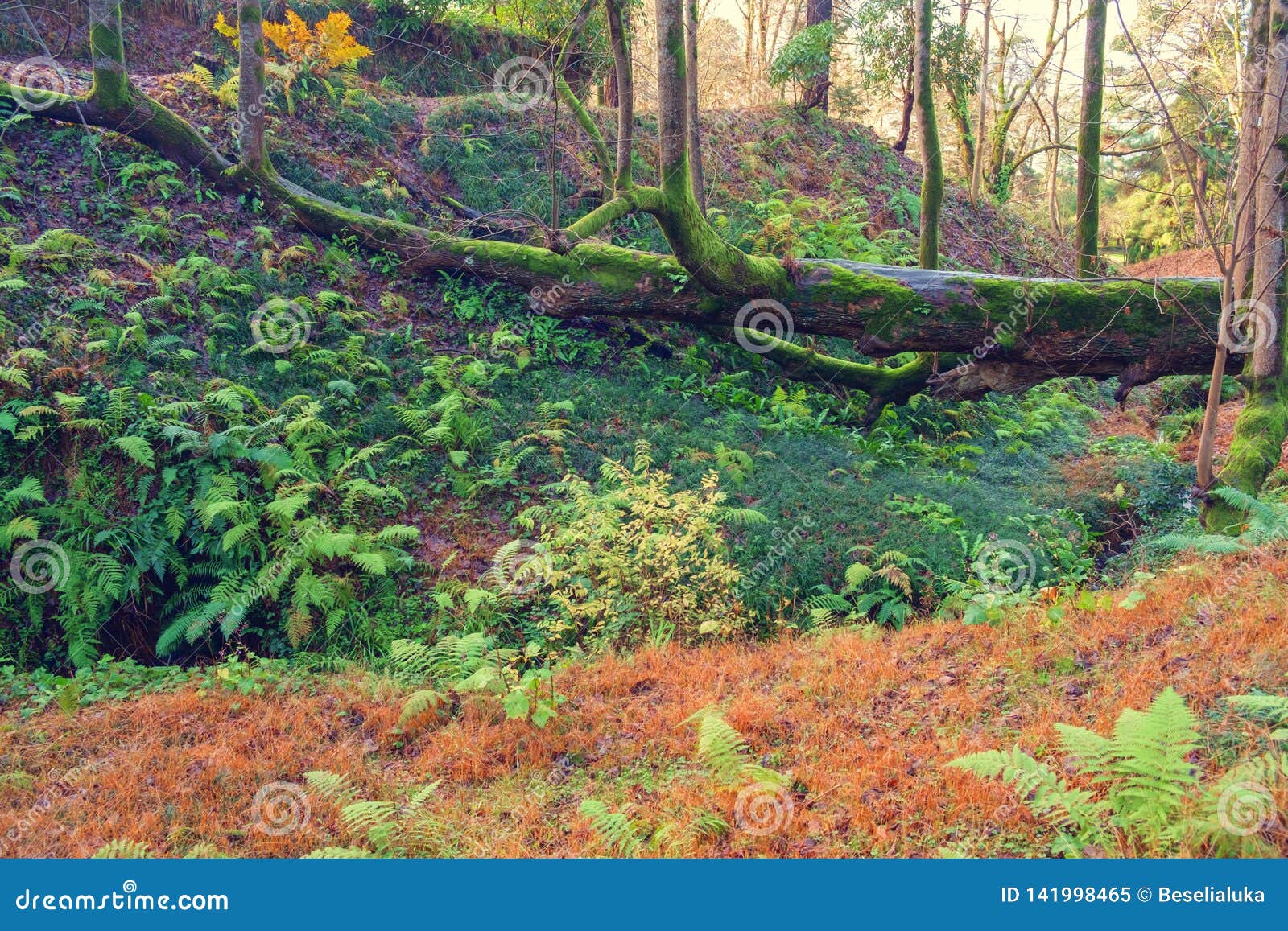 Fallen tree stock image. Image of path, environment - 141998465