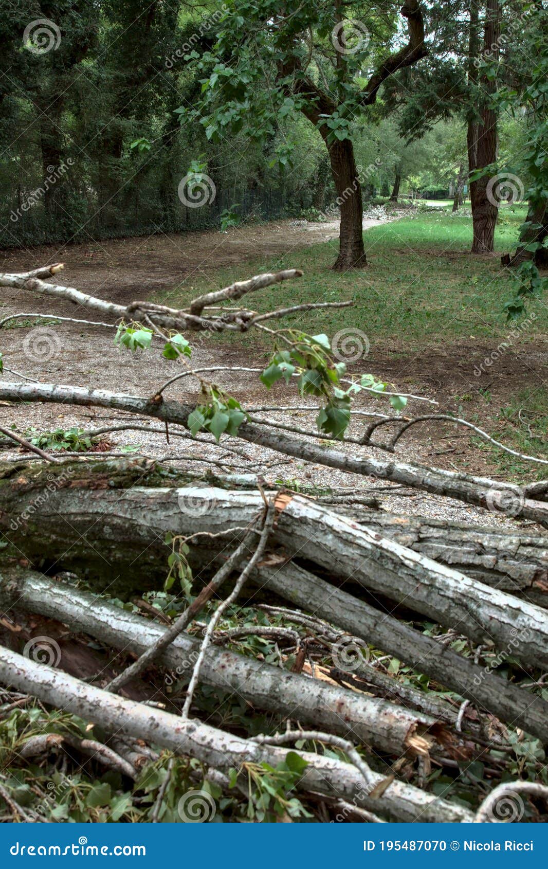 Tree Put To The Ground After The Storm Showing Its Roots Royalty-Free ...