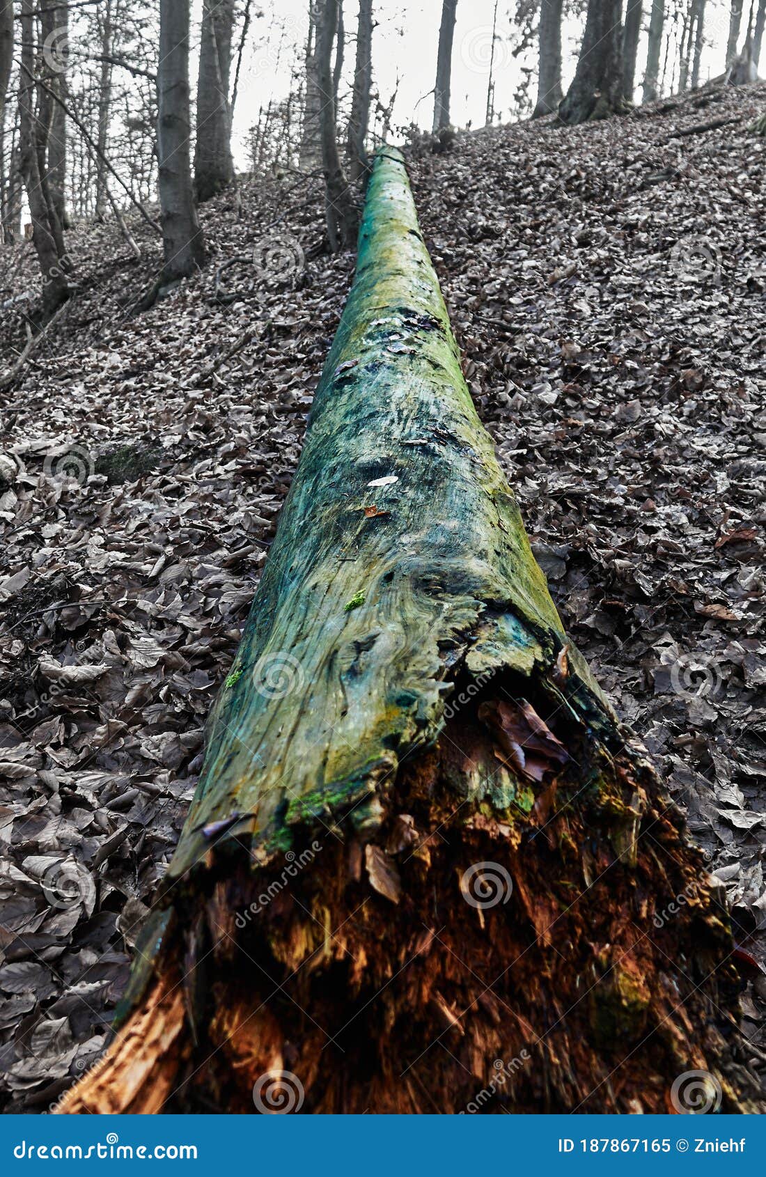 Fallen Tree on the Ground of a Forest Stock Image - Image of depth ...