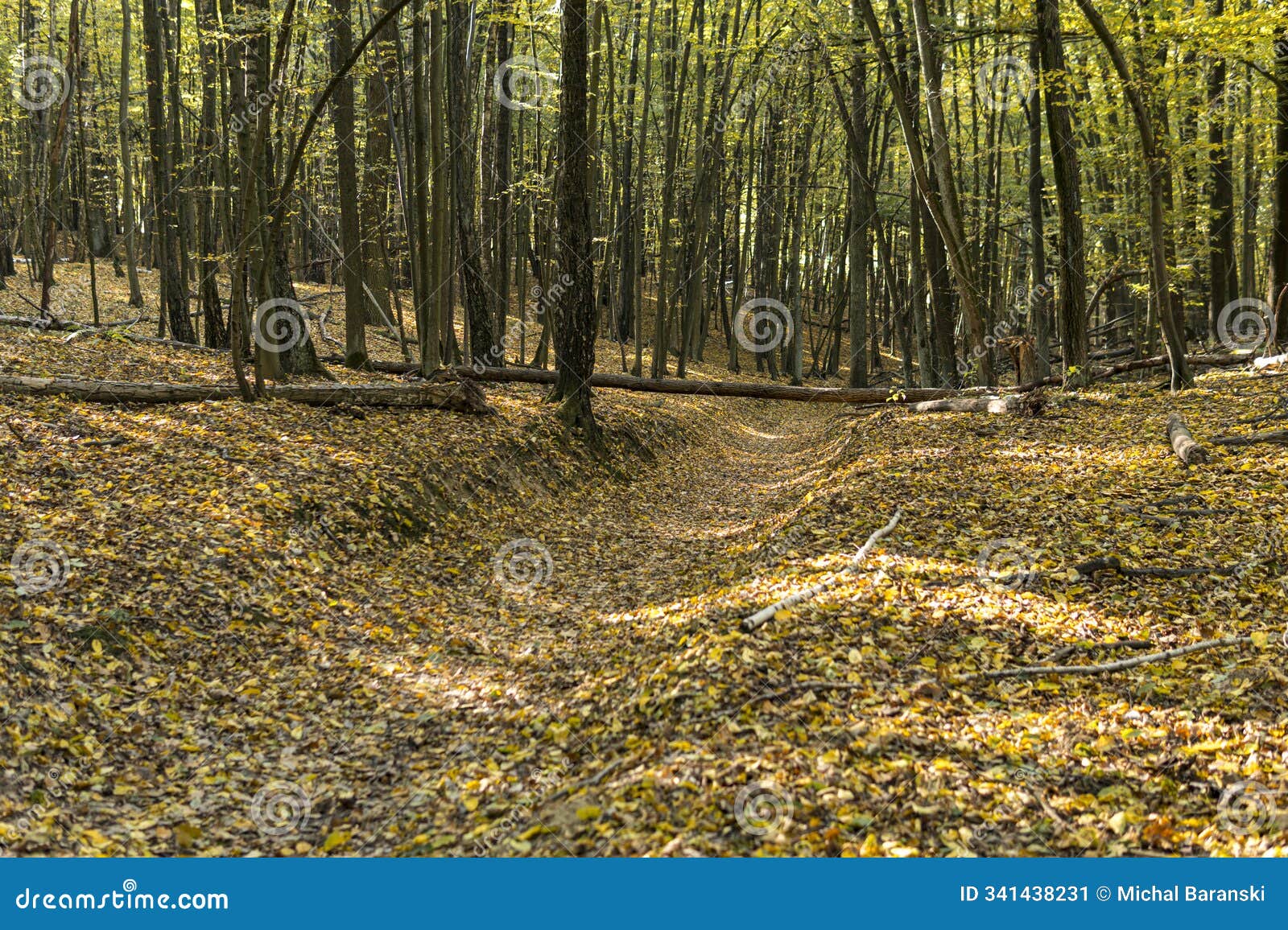 Fallen Tree on a Ground Path through a Forest Stock Image - Image of ...