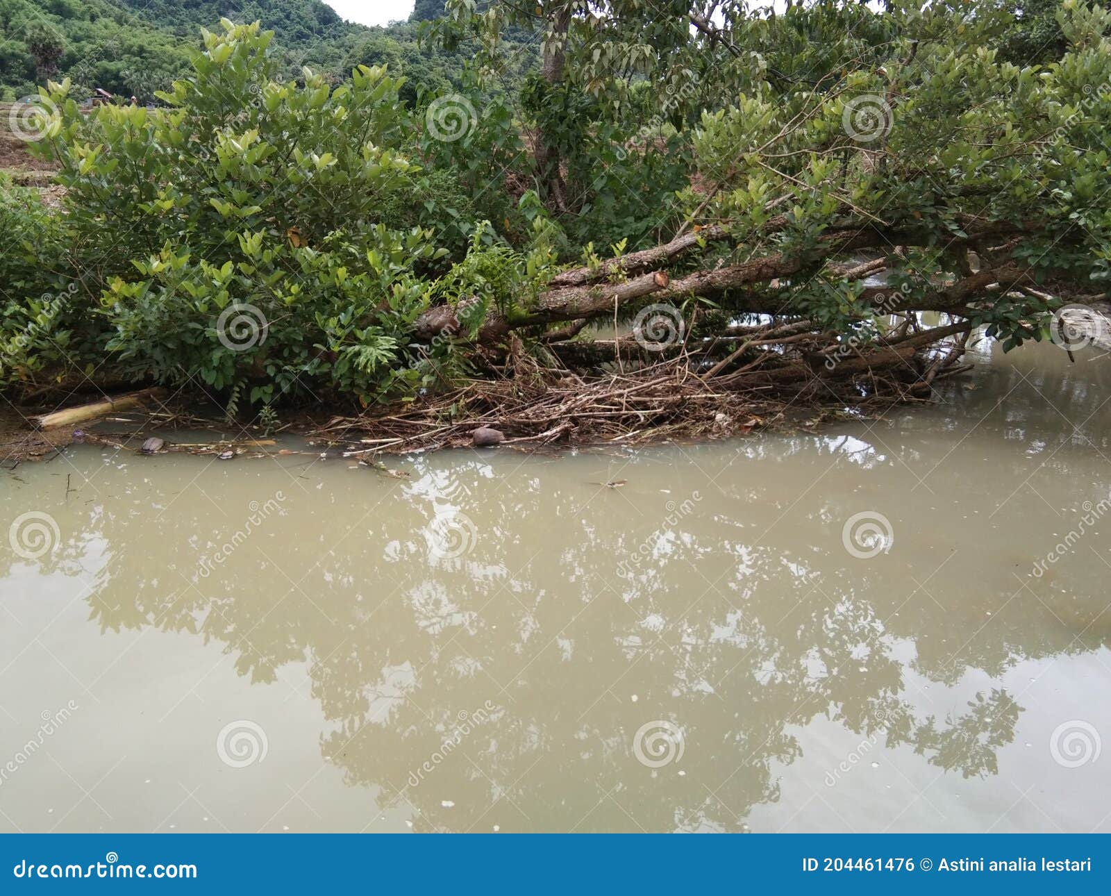 Fallen Tree that Grows Back. Stock Photo - Image of wilderness, grows ...