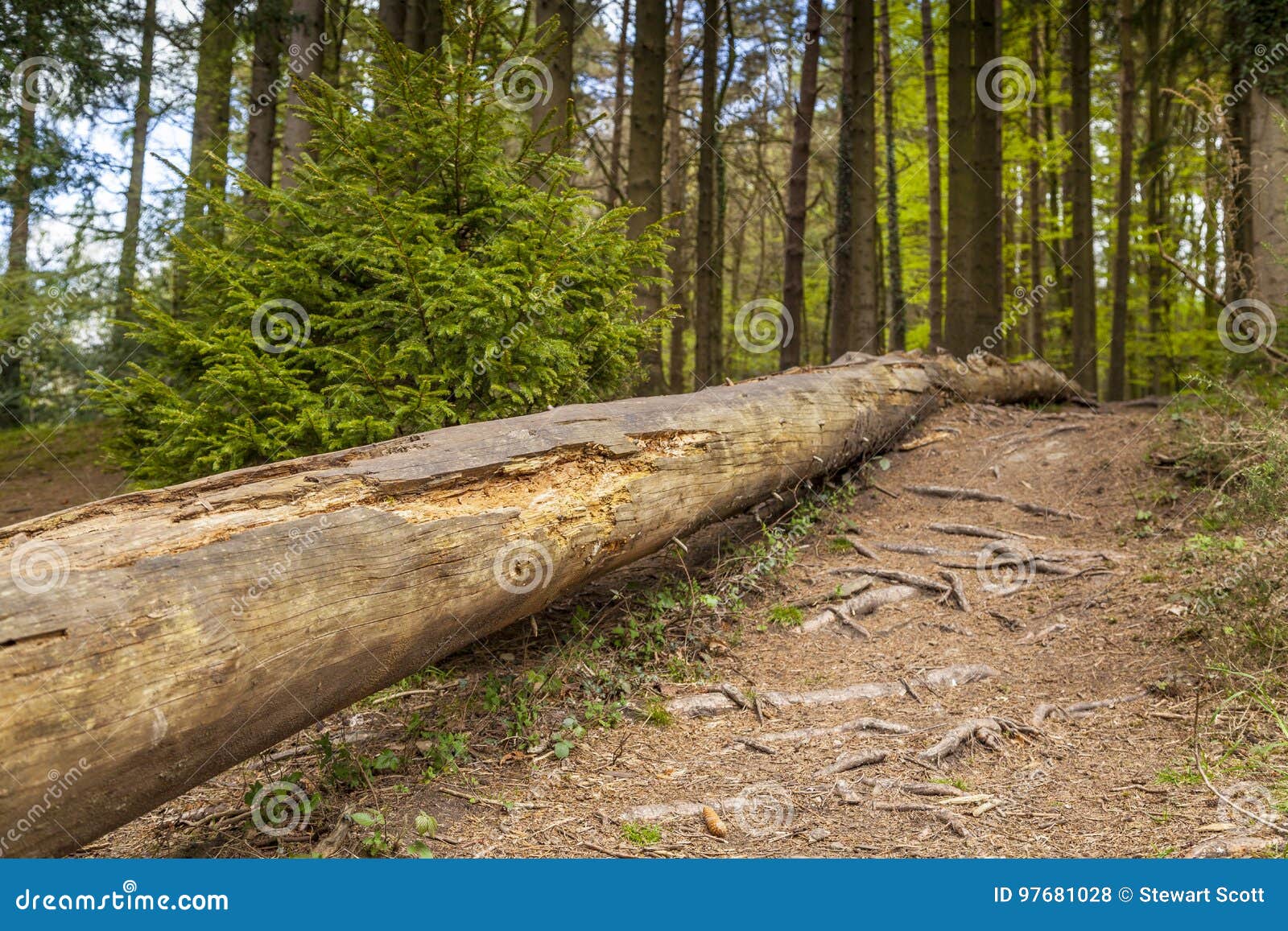 Fallen Tree stock photo. Image of edge, fallen, trunk - 97681028