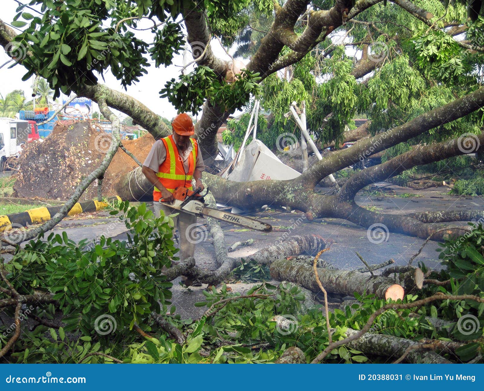 Fallen Tree after a Heavy Thunder Storm Editorial Photo - Image of ...