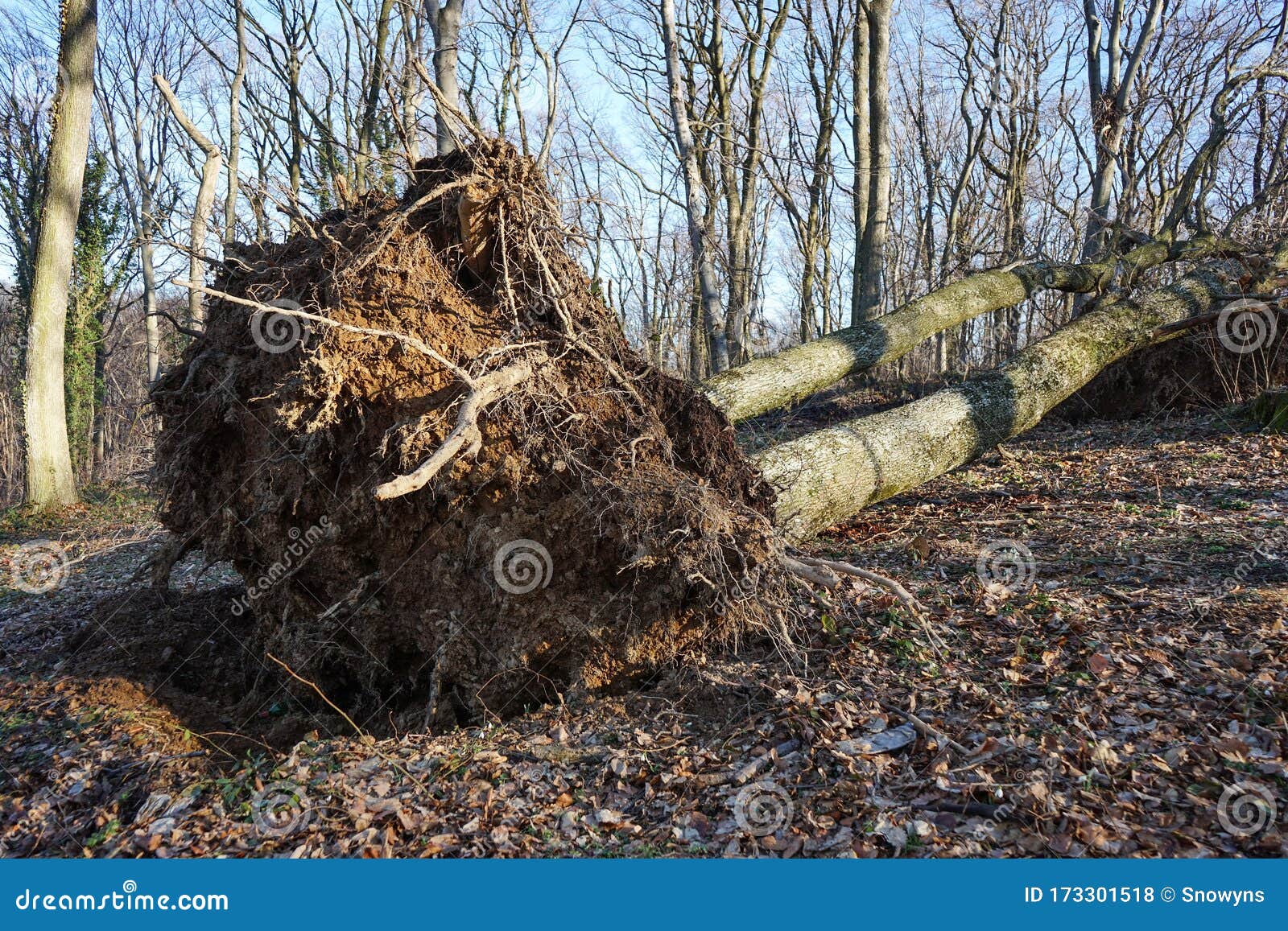 Fallen Tree from High Wind Plucked from the Root Stock Photo - Image of ...