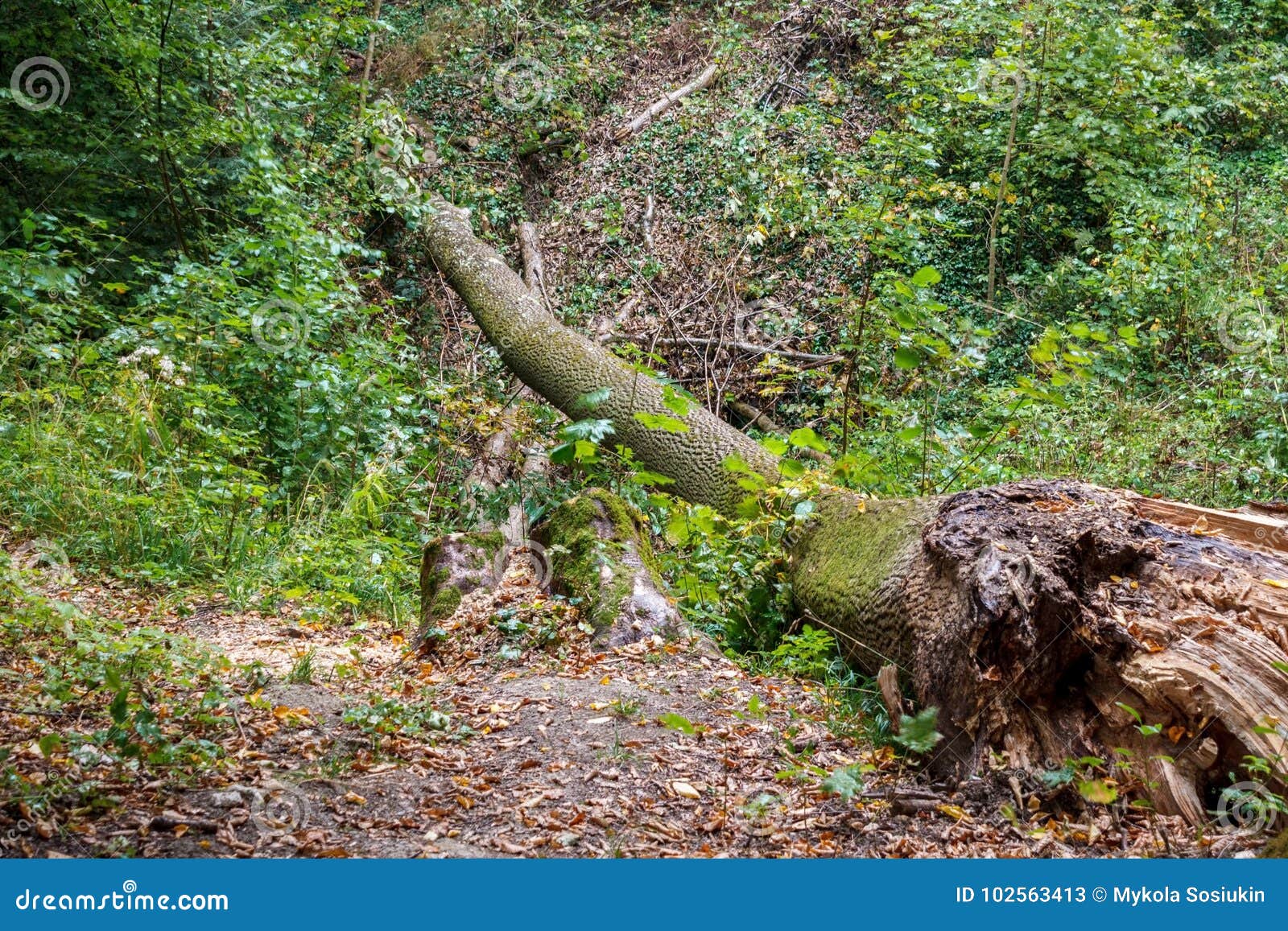 A Fallen Tree in the Hoh Rain Forest is Decaying and Recycling Its ...