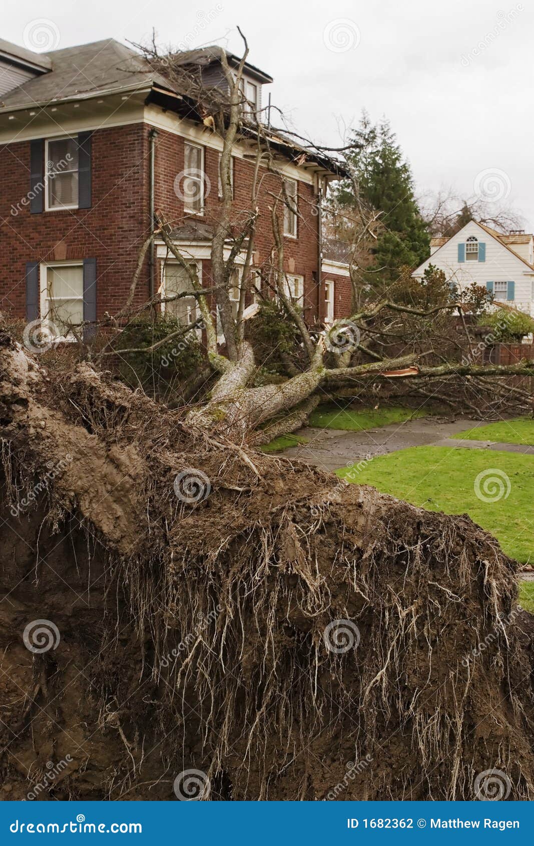 Fallen Tree and House editorial photography. Image of gutters - 1682362