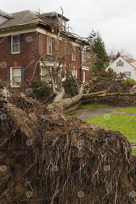 Fallen Tree and House editorial photography. Image of gutters - 1682362