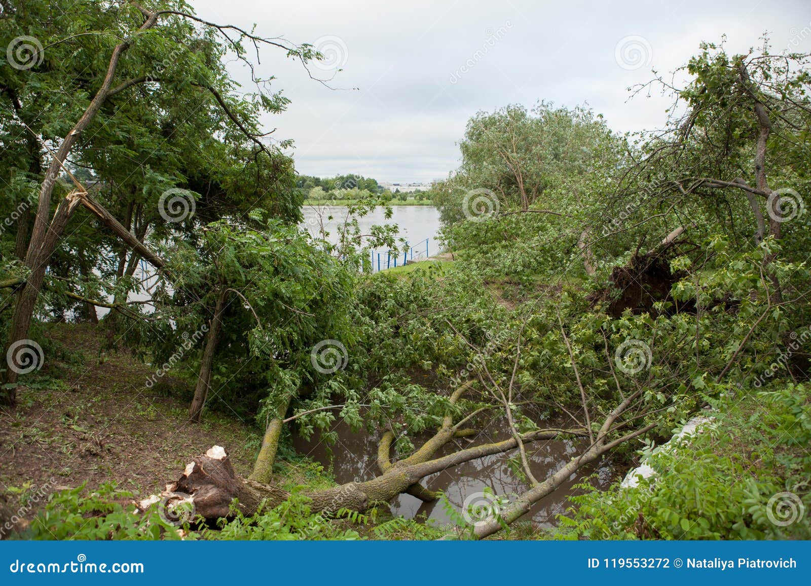 A Fallen Tree after Hurricane Stock Photo - Image of damage, nature ...