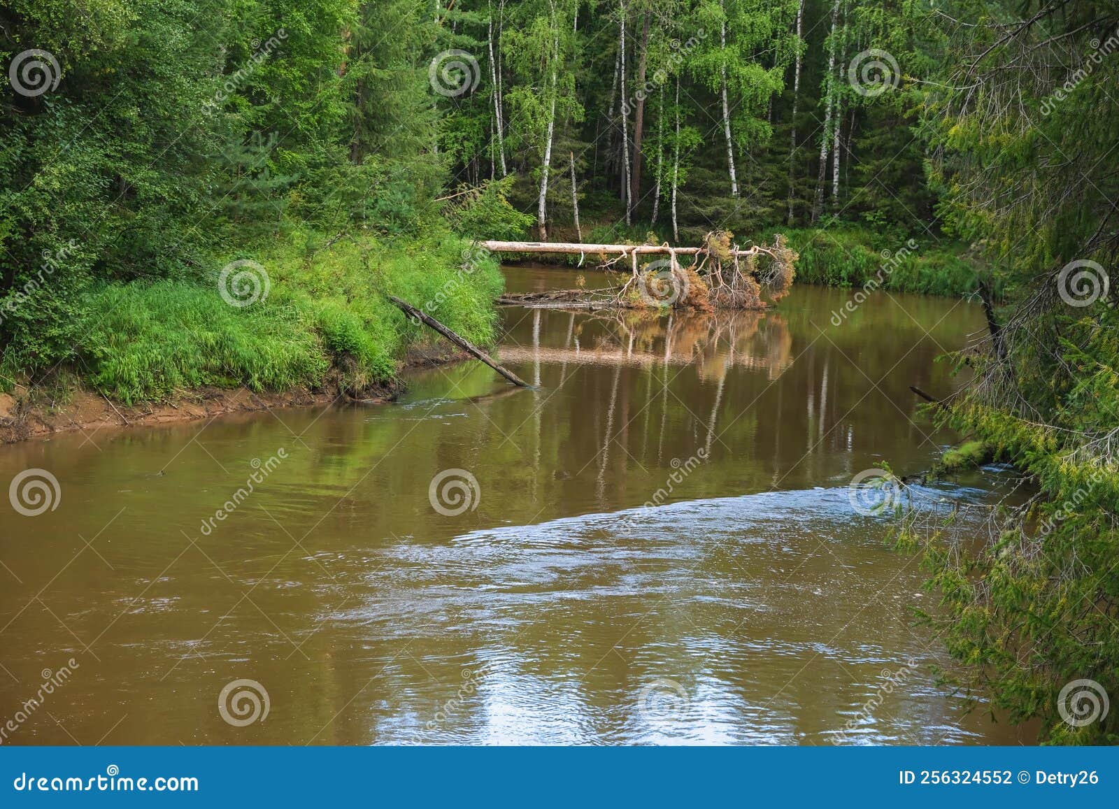 Fallen Tree after Hurricane in the Forest. the Tree Was Torn from the ...