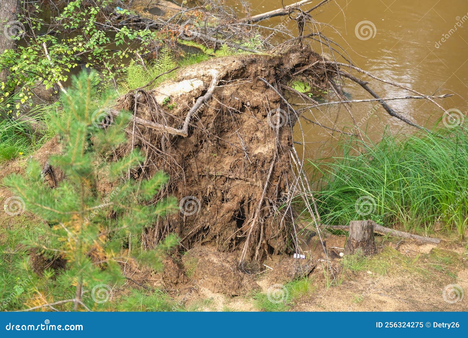 Fallen Tree after Hurricane in the Forest. the Tree Was Torn from the ...
