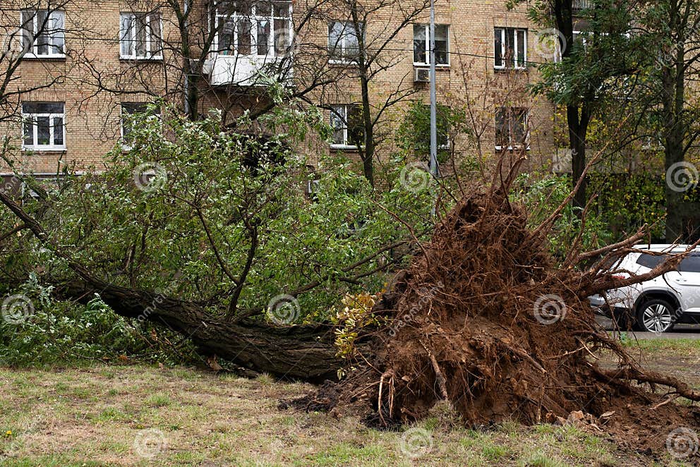 A Fallen Tree after a Hurricane with Its Roots Torn Out in the City ...
