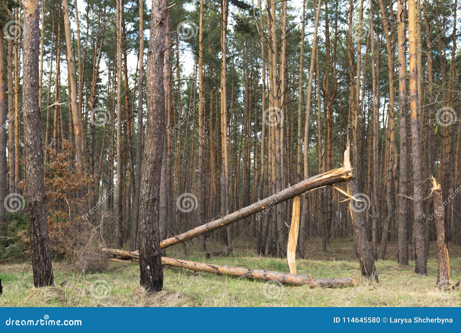 4,178 Broken Pine Tree Forest Stock Photos - Free & Royalty-Free Stock ...