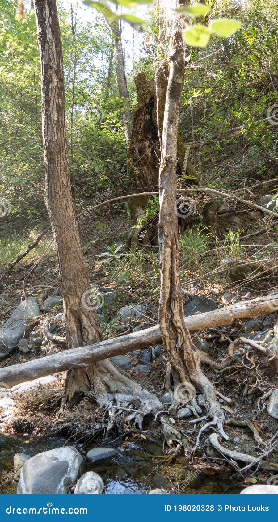 Fallen Tree Inbetween Two Standing Trees Stock Photo - Image of ...