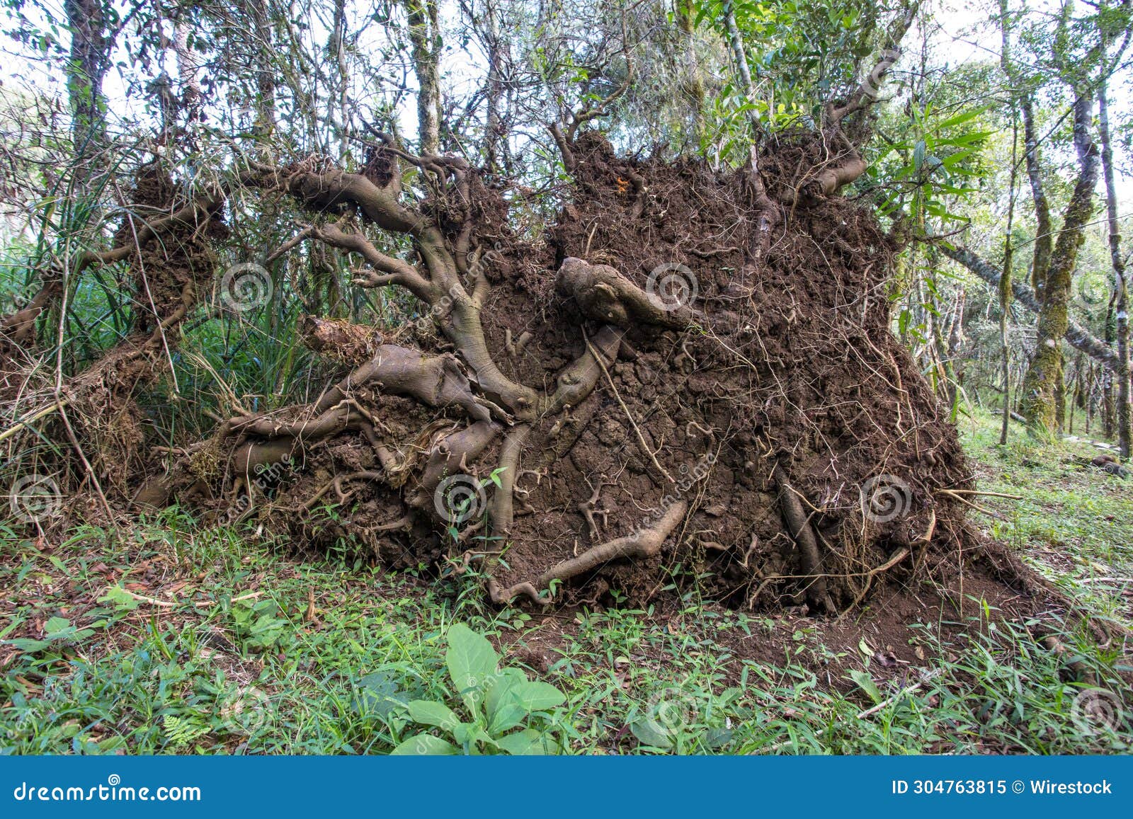 Fallen Tree with Exposed Roots. Stock Image - Image of environmental ...