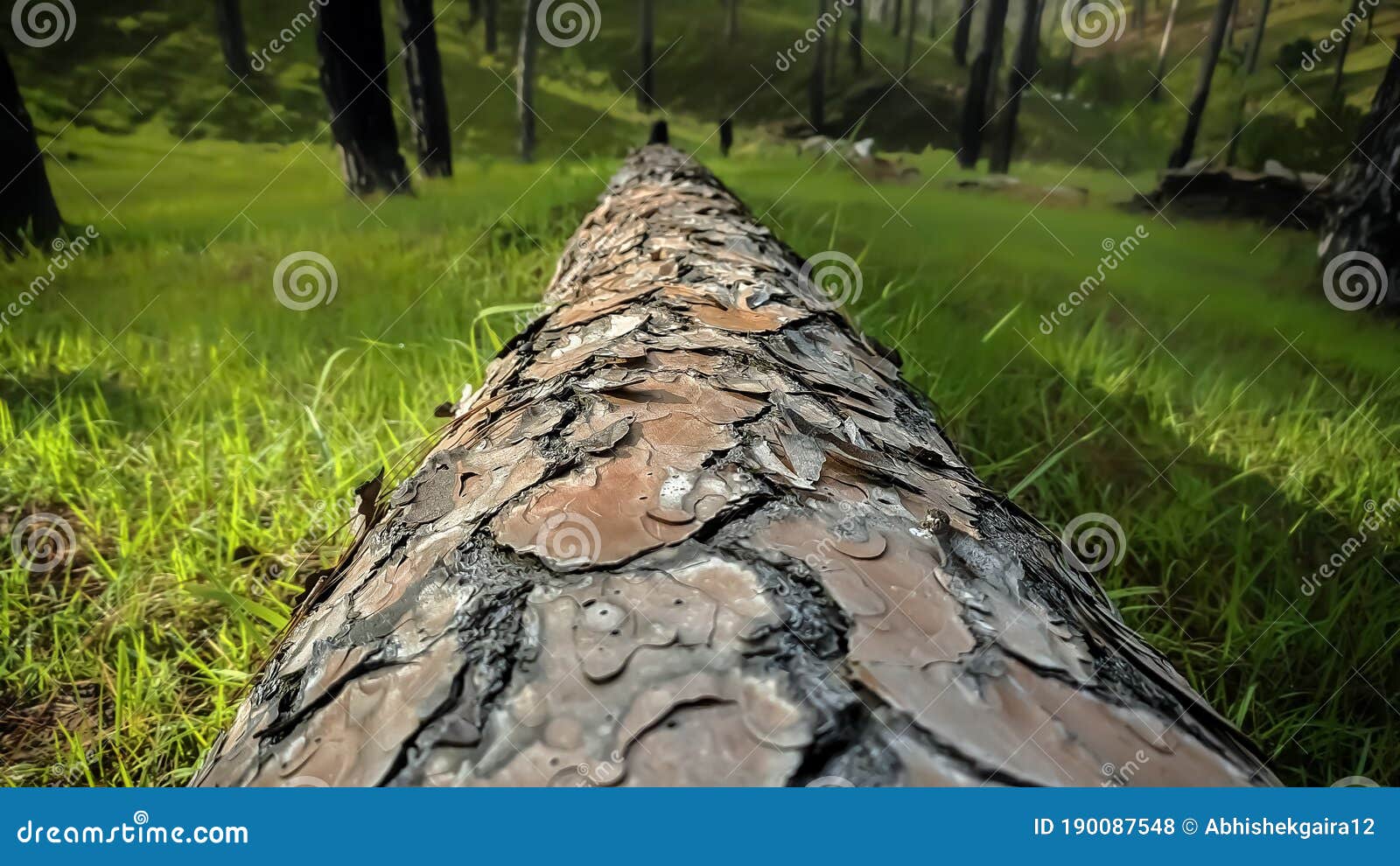 A fallen tree in jungle stock photo. Image of woodland - 190087548
