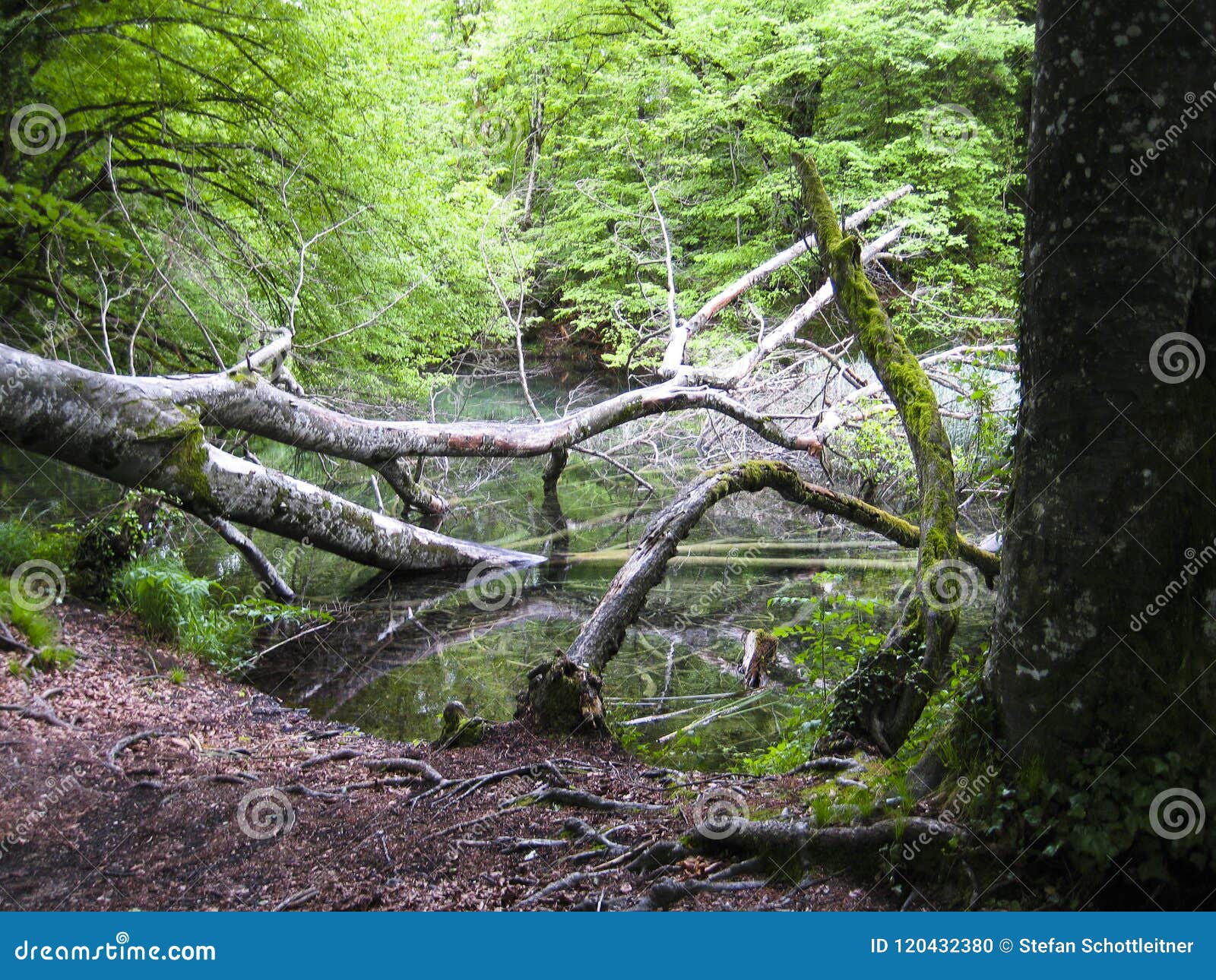 A Fallen Tree in the Jungle Stock Photo - Image of moss, forest: 120432380