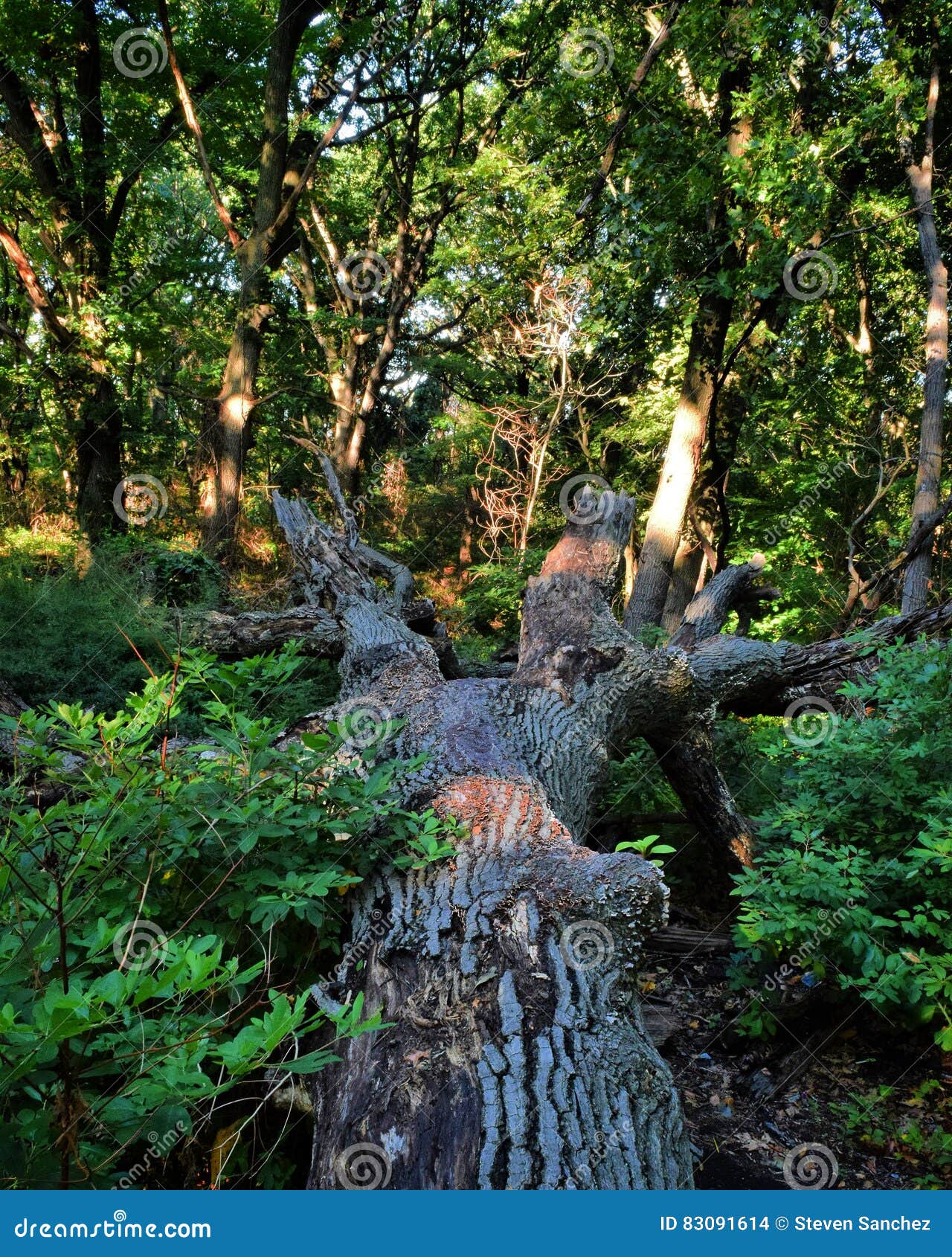Fallen Tree stock photo. Image of fallen, jungle, plants - 83091614