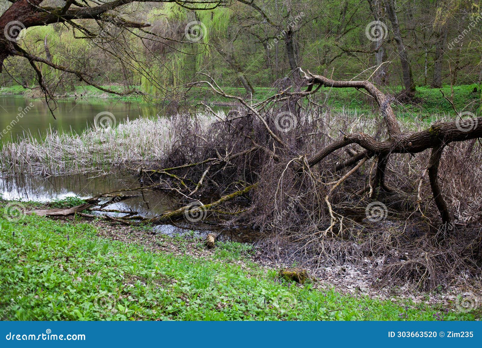 Fallen Tree in Lake in the Forest Stock Photo - Image of sunset, sunny ...