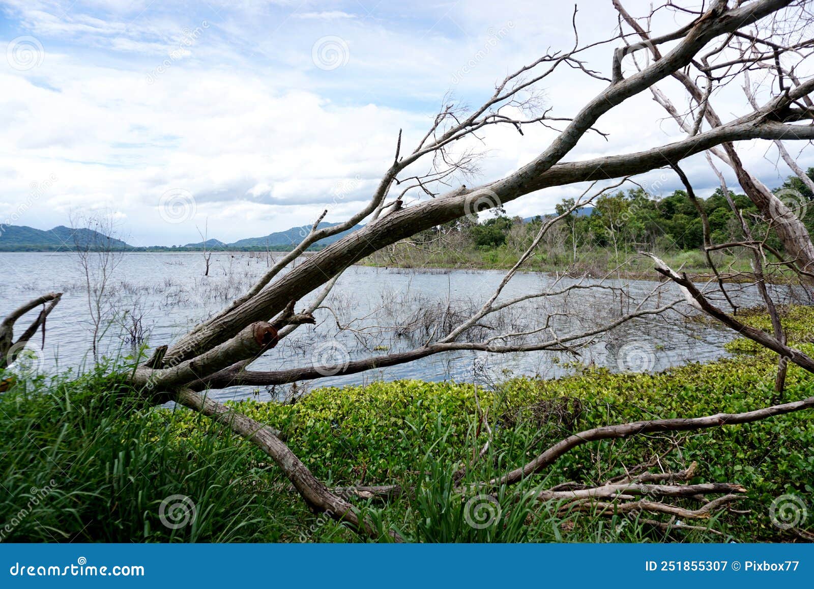 Fallen Tree beside Lake, Nature Backgorund Stock Image - Image of ...