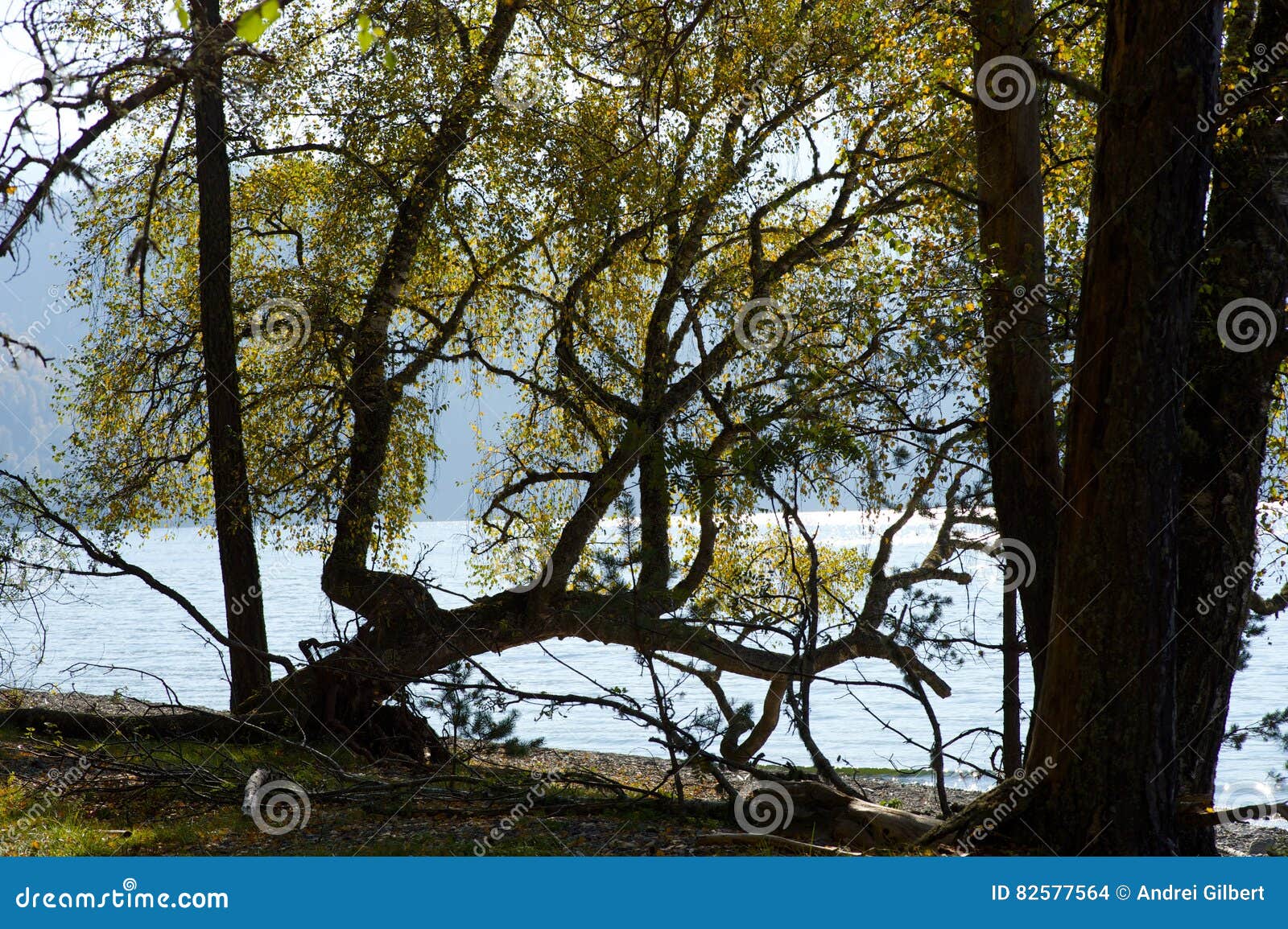 Fallen tree on lake stock photo. Image of beach, forest - 82577564