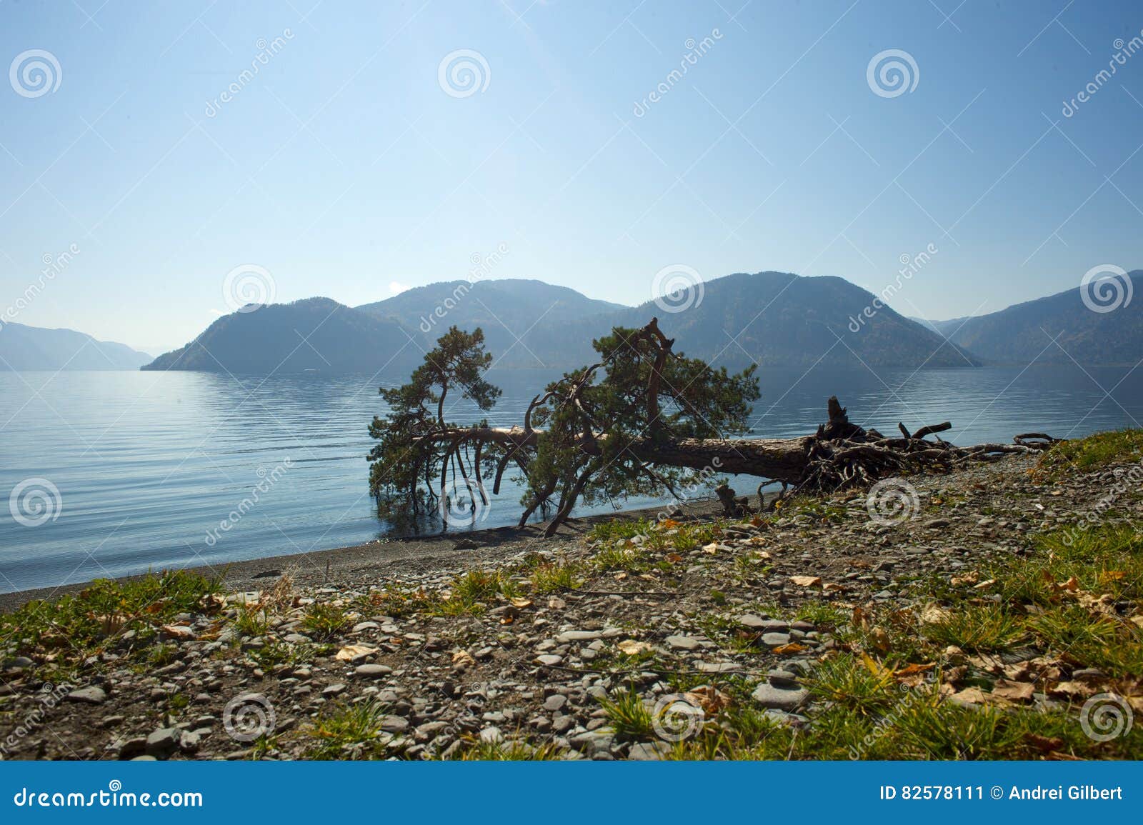 Fallen tree on lake stock image. Image of blue, natural - 82578111