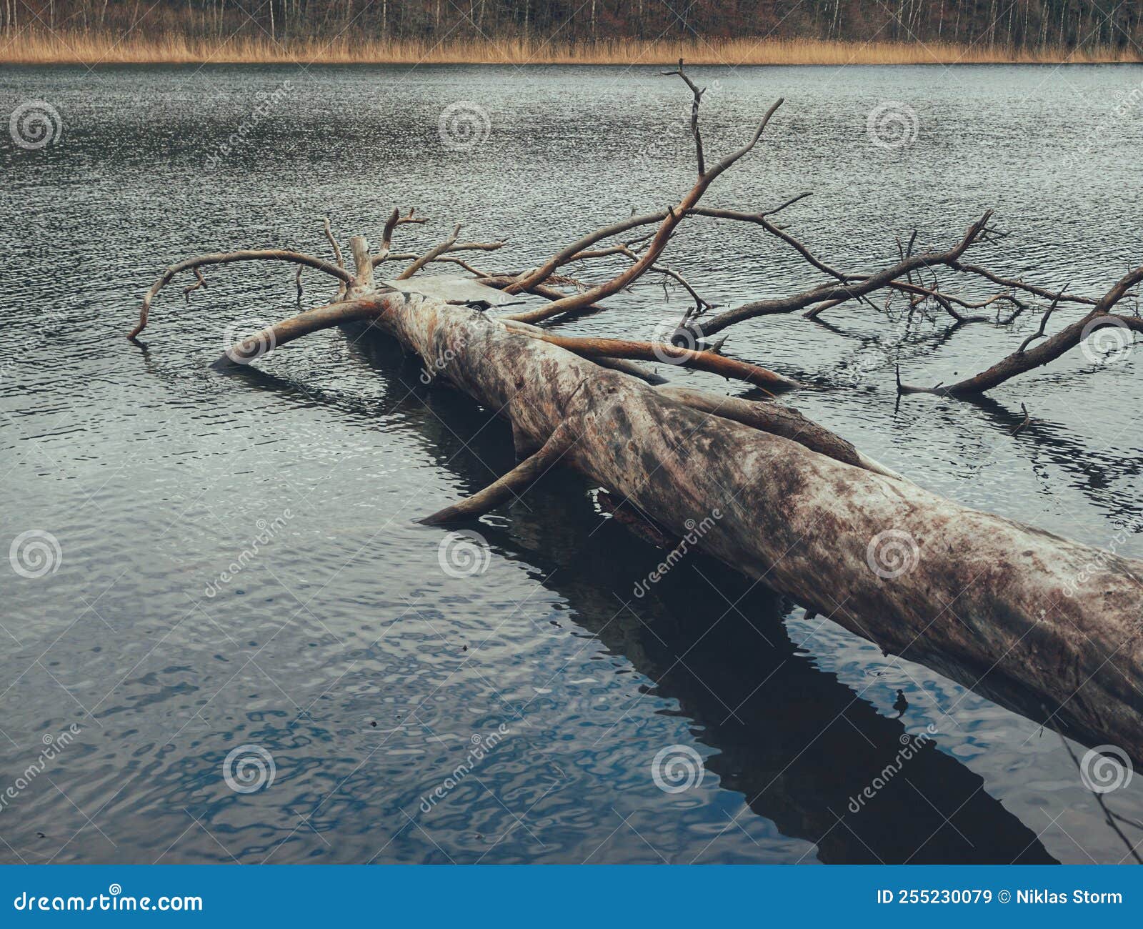 Fallen Tree in Lake during Winter Stock Image - Image of water, lake ...