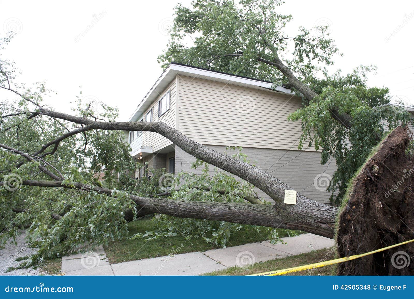 Fallen Tree stock photo. Image of natural, tree, copy - 42905348