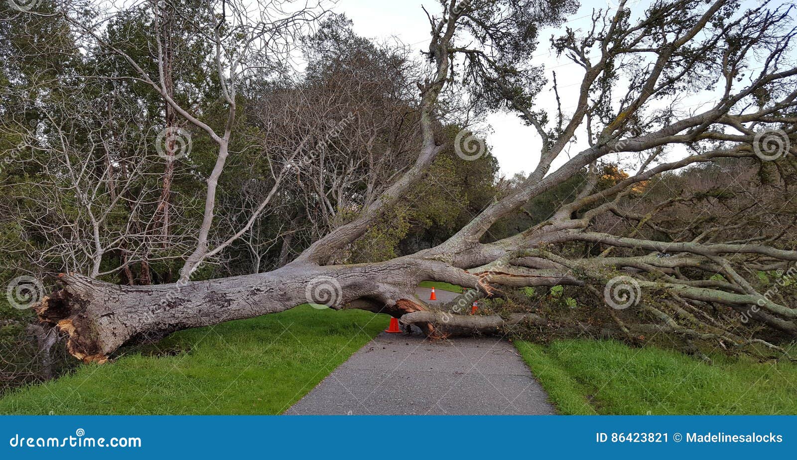 Fallen tree stock image. Image of storm, uprooted, foot - 86423821