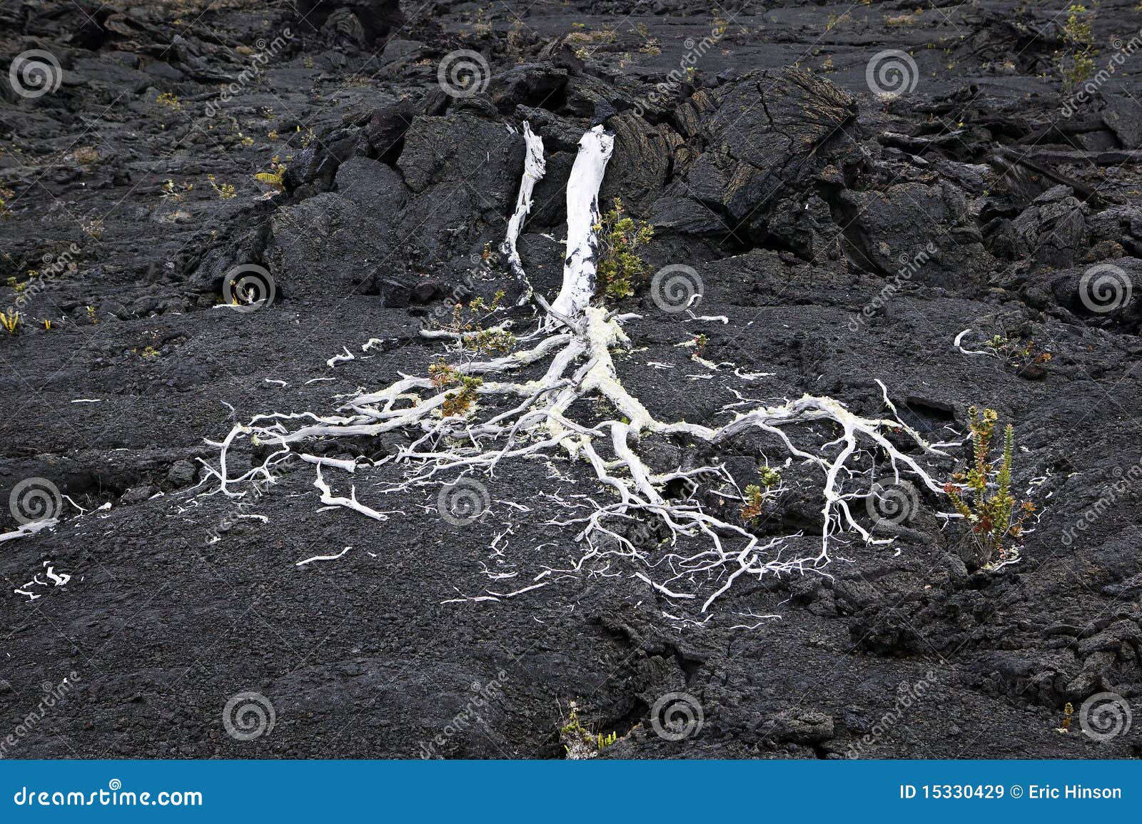 Fallen Tree, Lava Field, Hawaii Stock Image - Image of flower, holiday ...